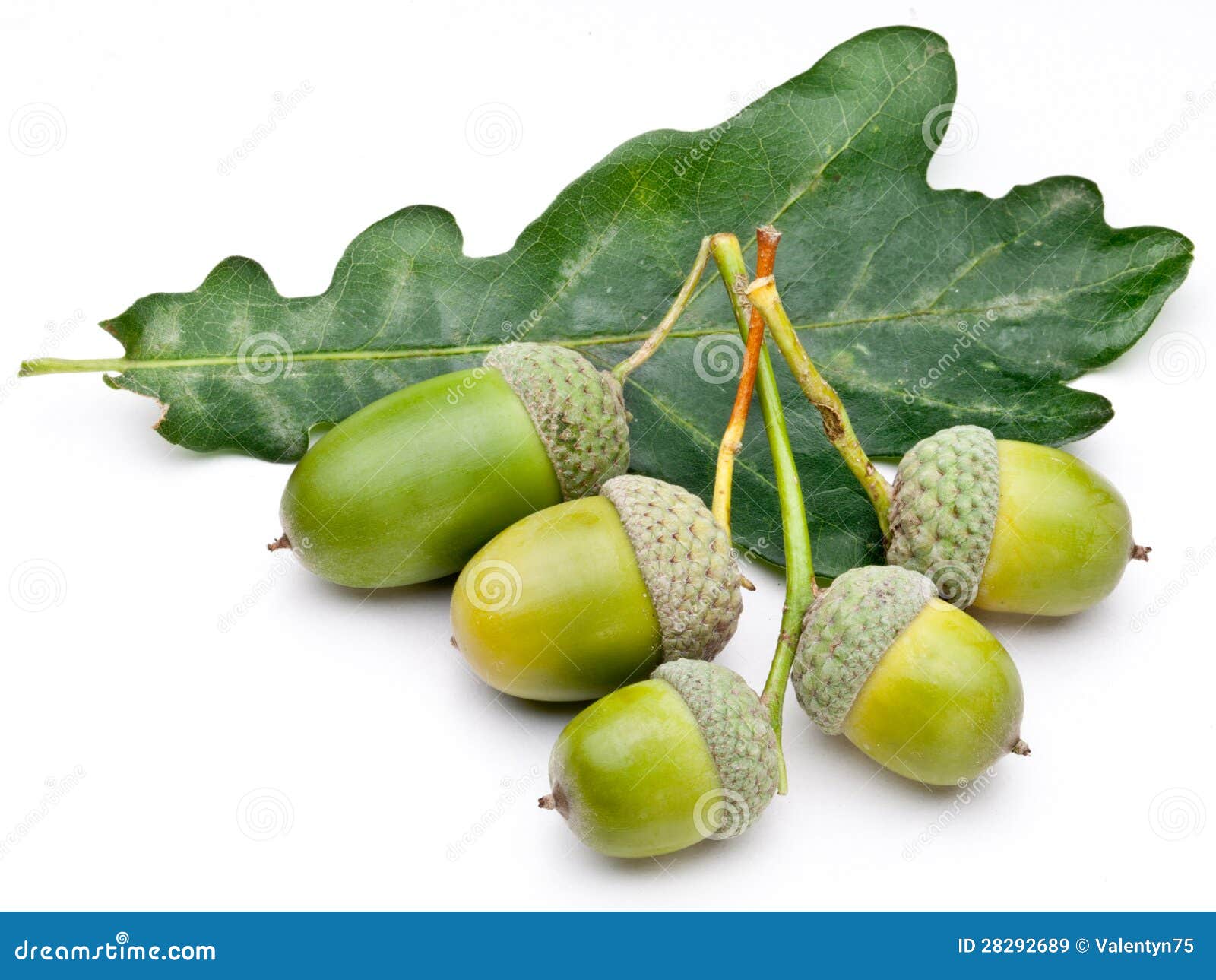 Eikel met blad stock afbeelding. Image of seizoen, boom - 28292689