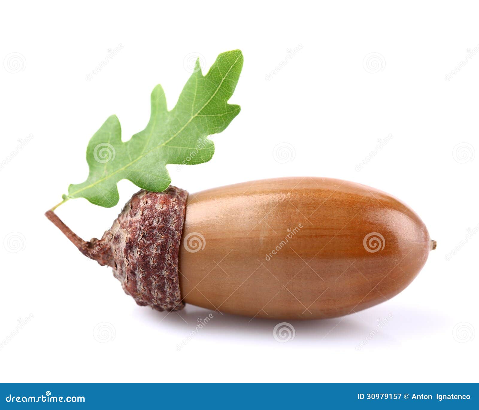 Eikel met blad stock afbeelding. Image of voeding, eikel - 30979157