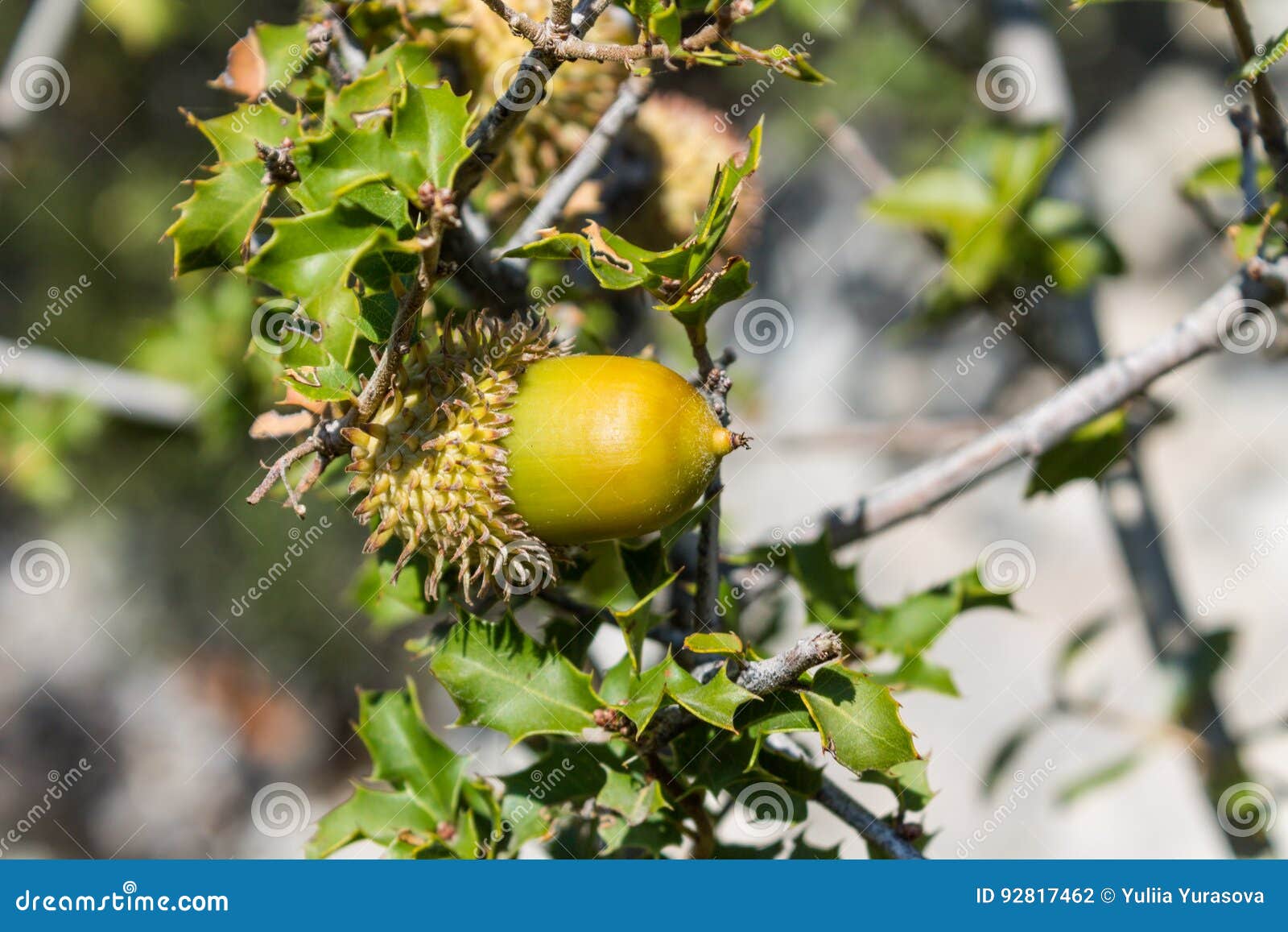 Eikel op eiken boom stock foto. Image of vettig, bladeren - 92817462