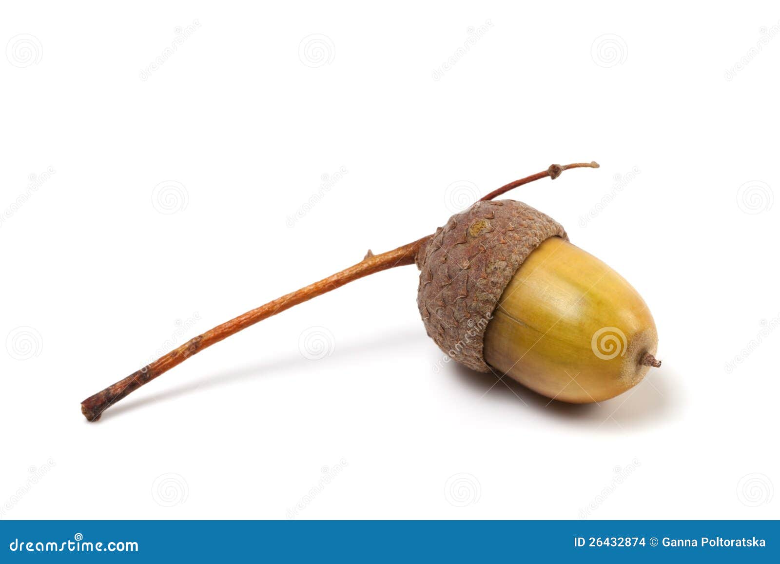 Eikel op witte achtergrond stock foto. Image of zaad - 26432874