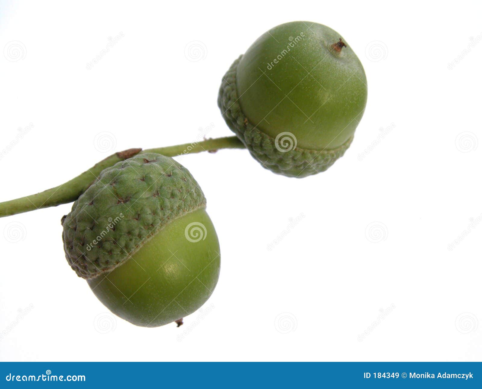 Eikels stock afbeelding. Image of najaar, samenstelling - 184349