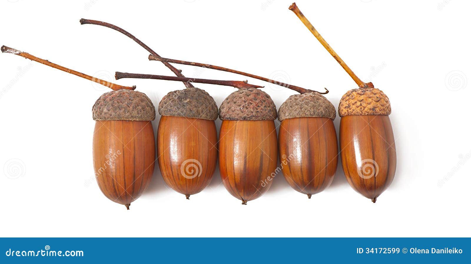 Eikels stock afbeelding. Image of plantkunde, gebladerte - 34172599