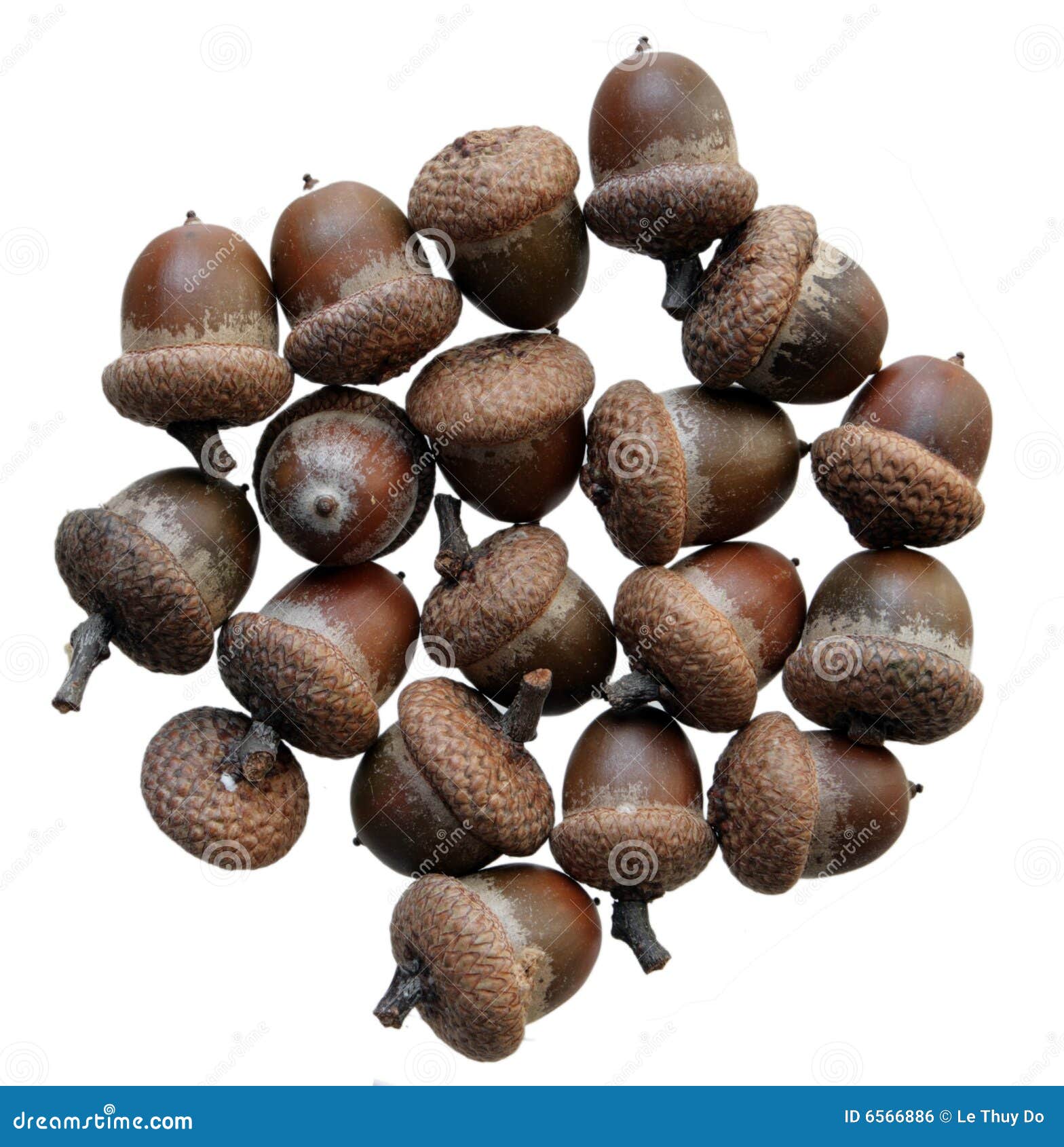 Eikels stock foto. Image of droog, eikel, seizoengebonden - 6566886