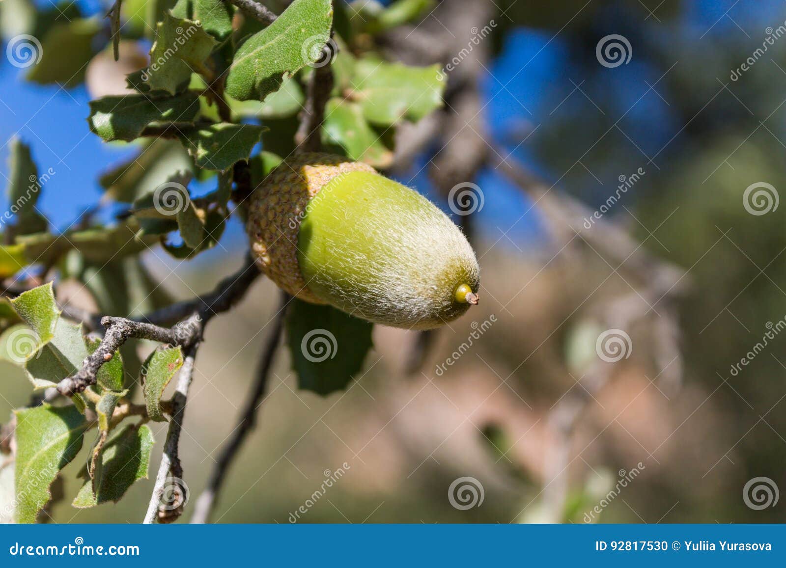 Eikels op eiken boom stock foto. Image of daling, gouden - 92817530