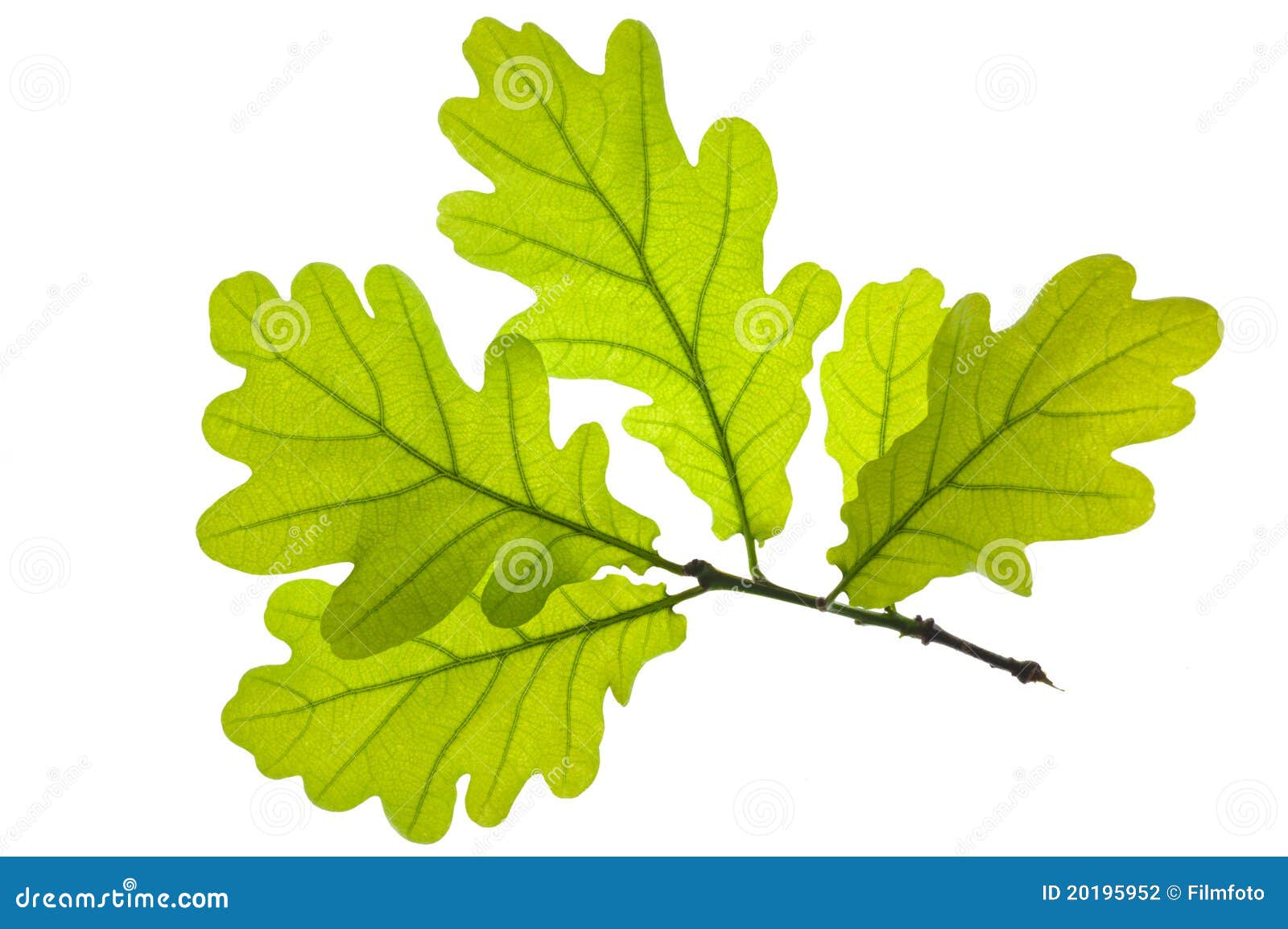 Eiken blad stock foto. Afbeelding bestaande uit growth - 20195952