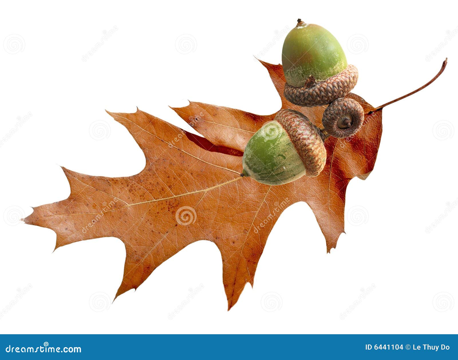 Eiken Blad en Eikel stock foto. Image of blad, december - 6441104