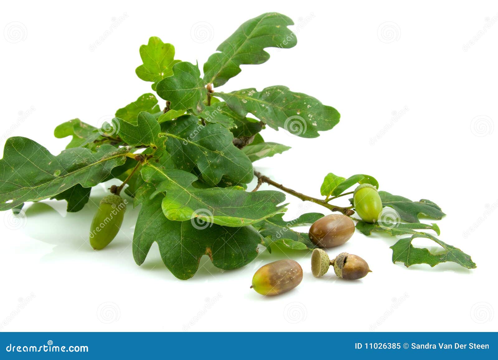 Eiken blad met eikel stock afbeelding. Image of zaad - 11026385