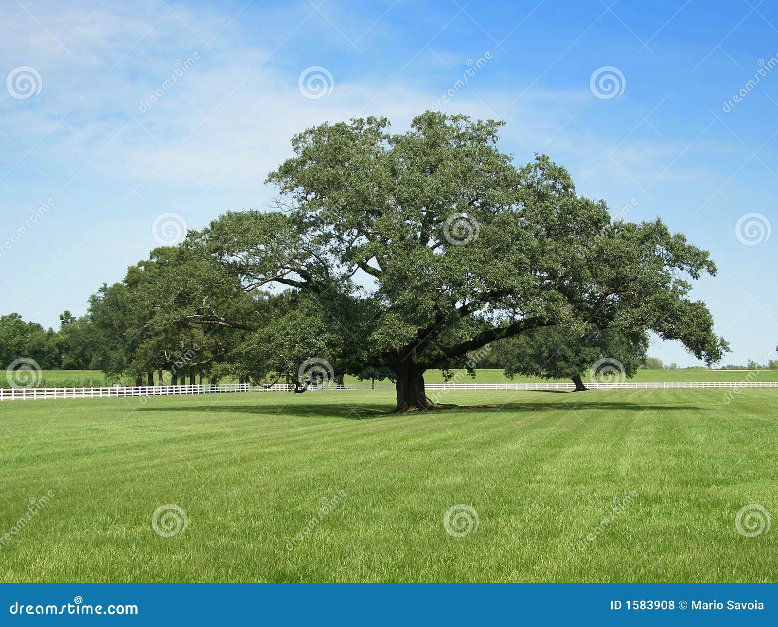 Eiken boom stock foto. Image of louisiane, bomen, eenzaam - 1583908