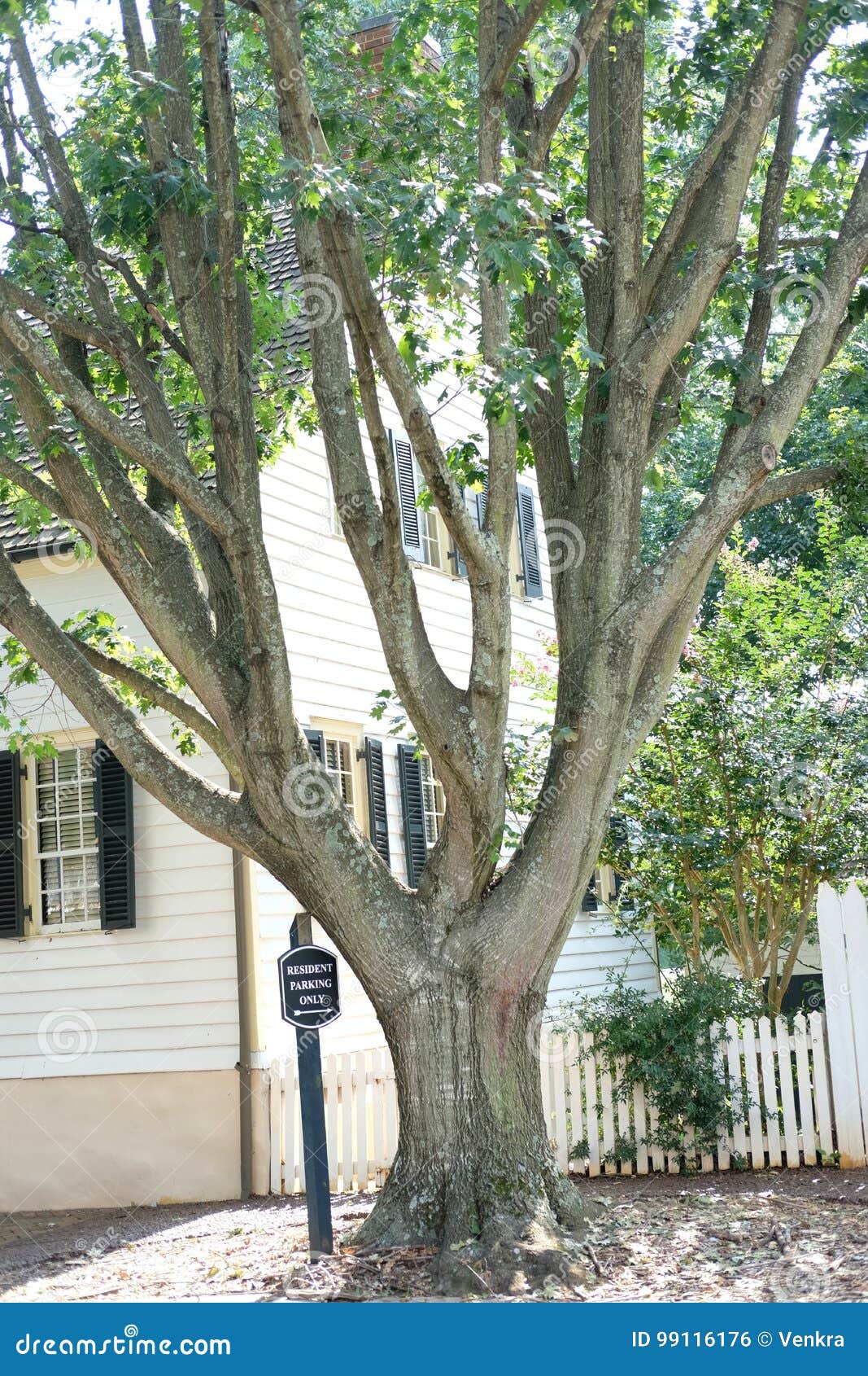 Eiken boom stock foto. Image of stam, boom, spleet, takken - 99116176