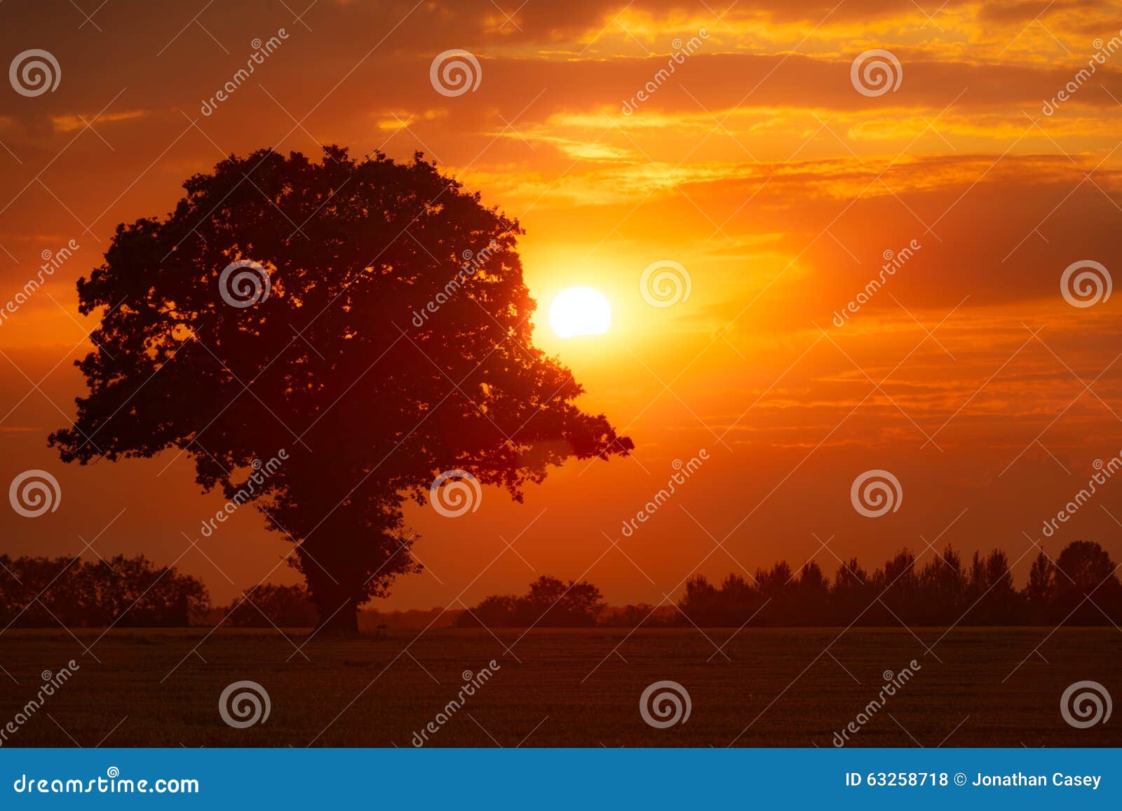 Eiken Boom Bij Zonsondergang Stock Foto - Image of mooi, tint: 63258718
