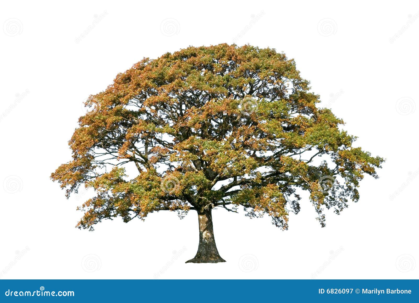 Eiken Boom in de Herfst stock afbeelding. Image of symbool - 6826097