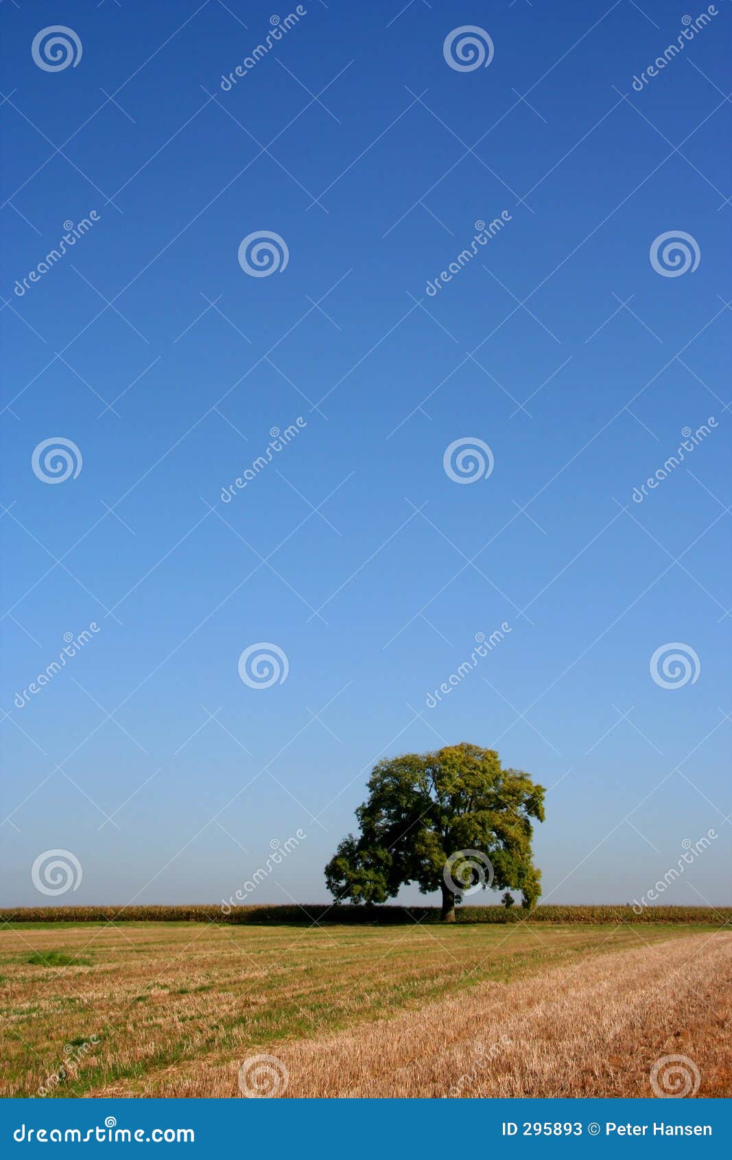 Eiken boom in de zomer stock afbeelding. Image of alleen - 295893