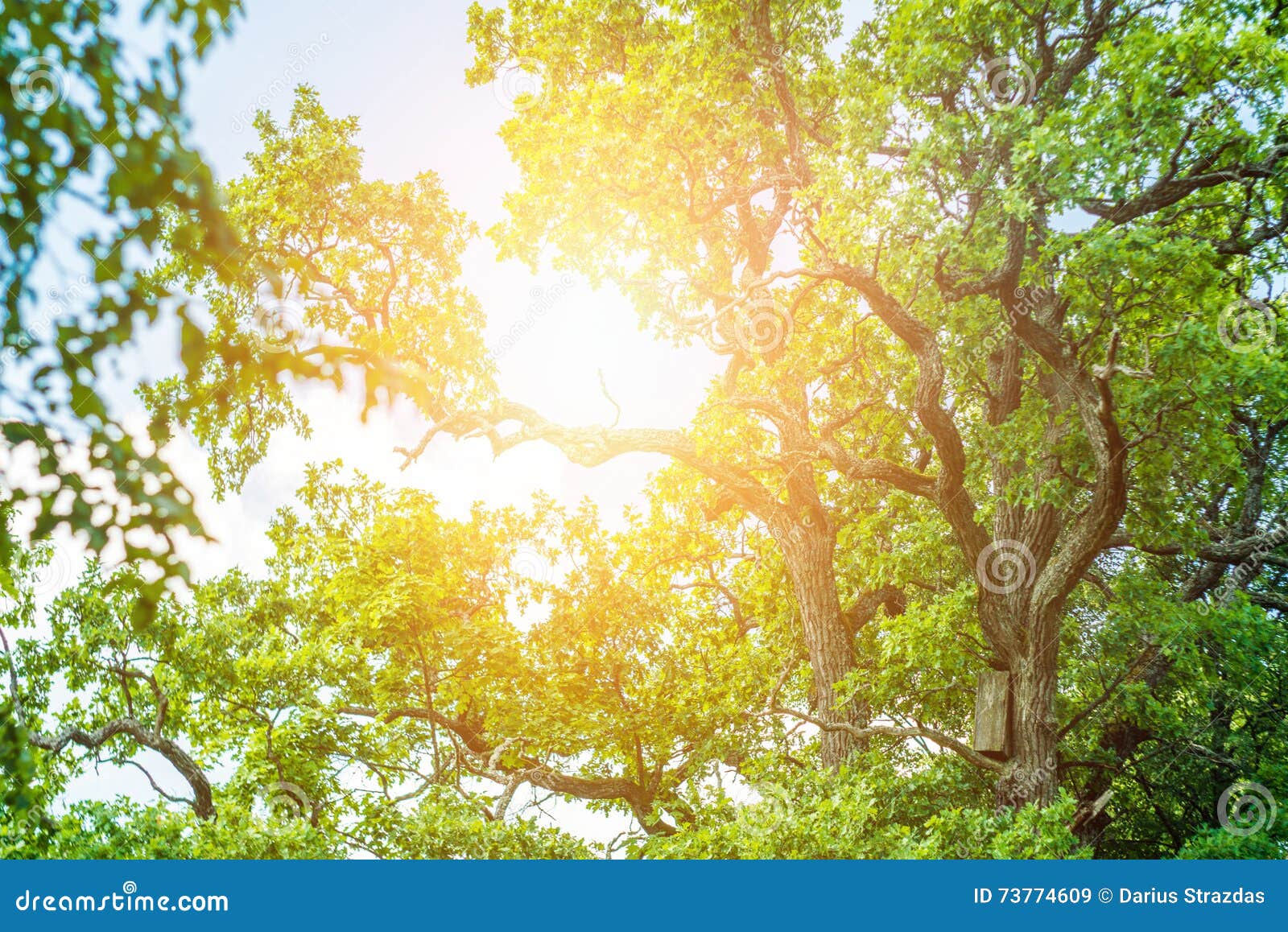 Eiken boom en zon stock afbeelding. Image of botanisch - 73774609