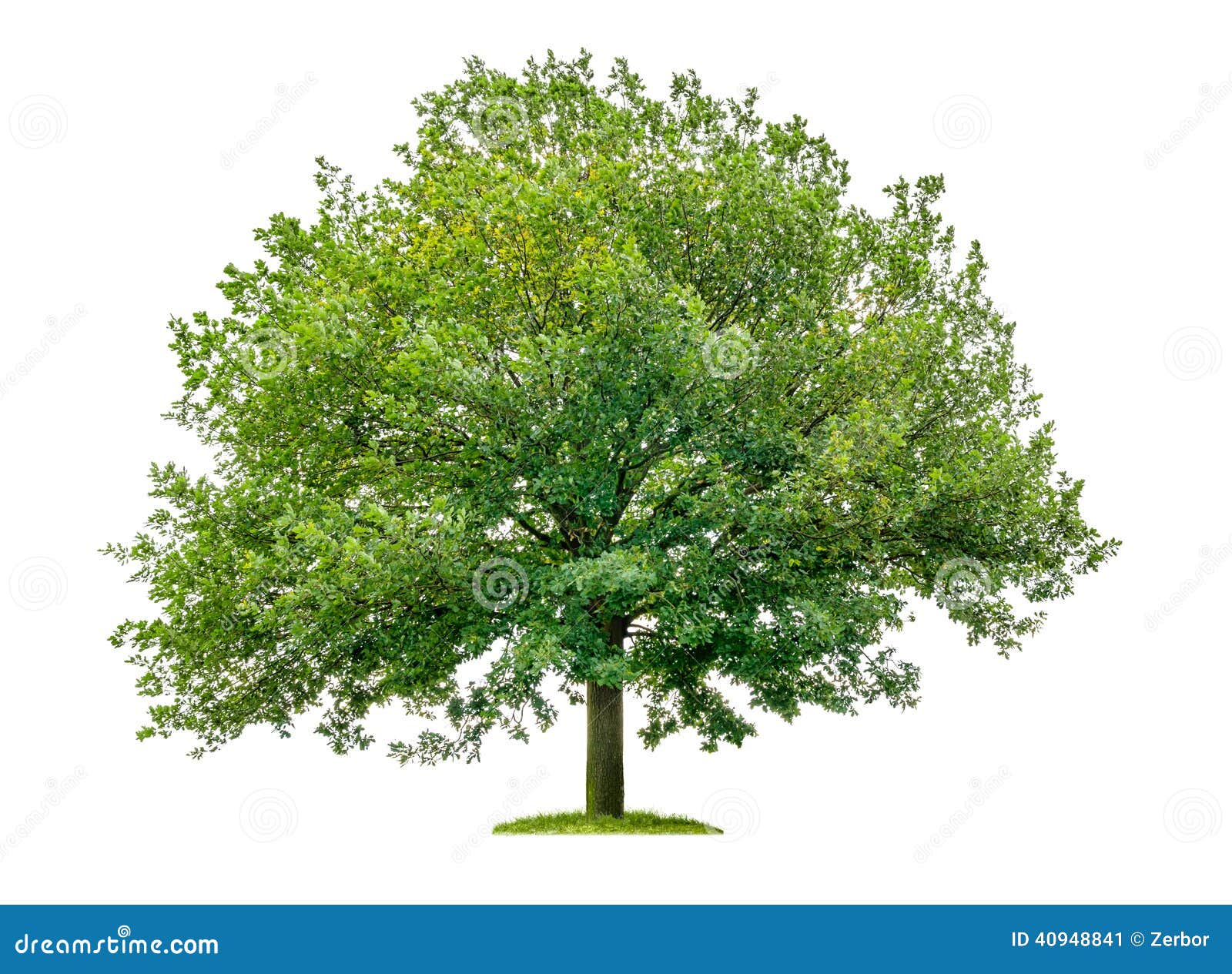 Eiken Boom Op Een Witte Achtergrond Stock Afbeelding - Image of ...