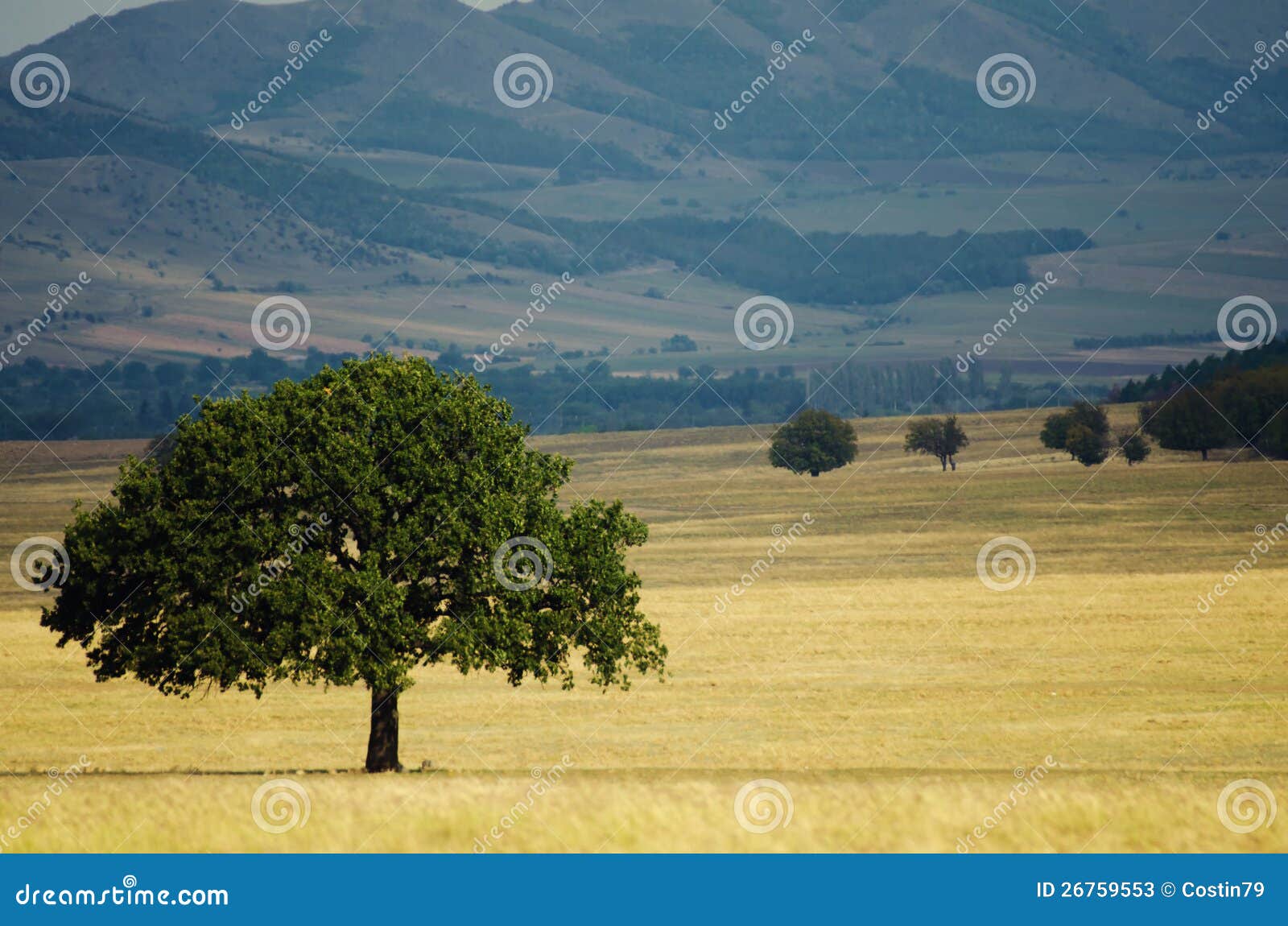 Eiken Boom, Symbool Van Sterkte Stock Afbeelding - Image of mooi, groot ...