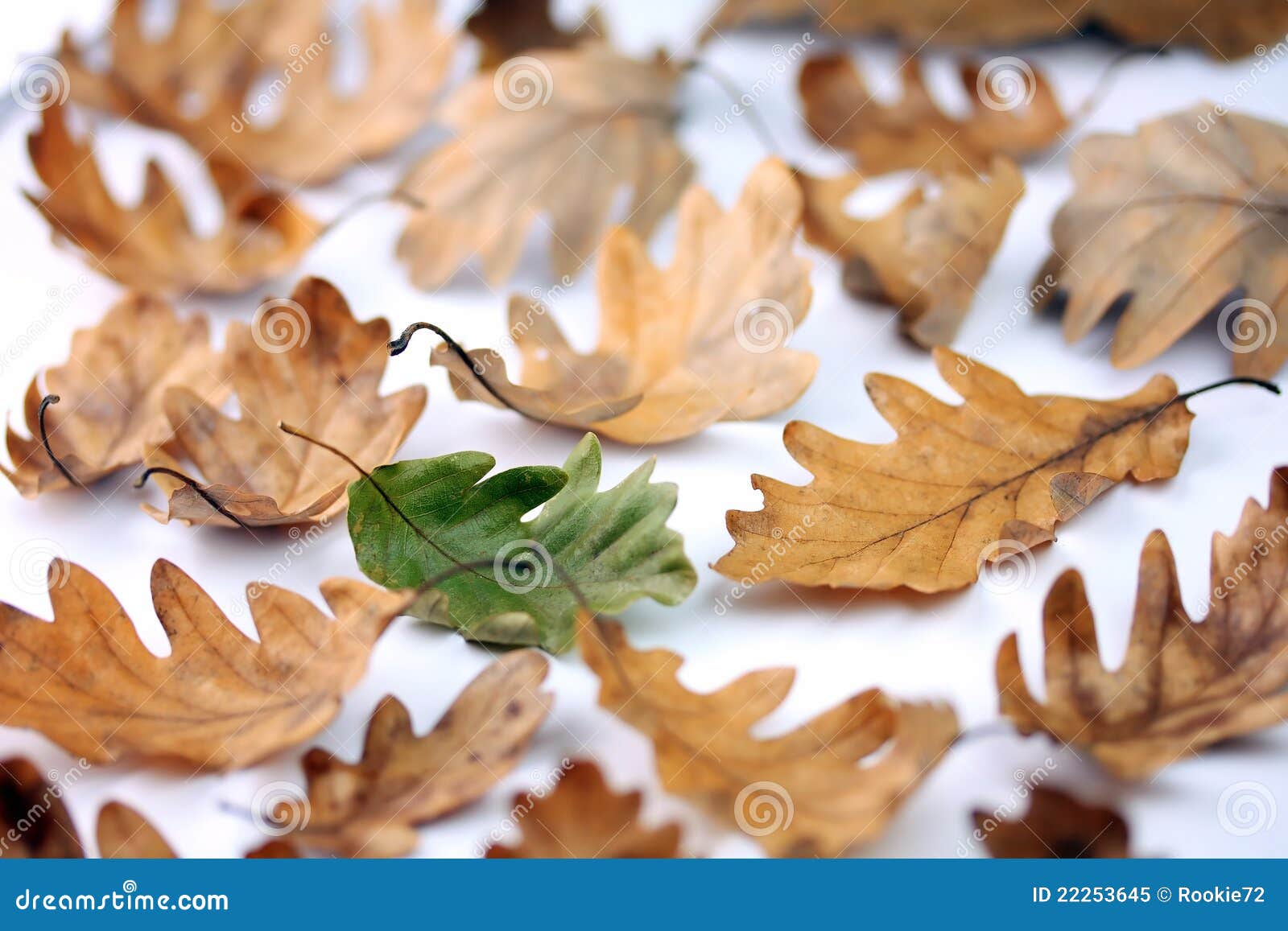 Eiken boombladeren stock afbeelding. Image of schot, oktober - 22253645