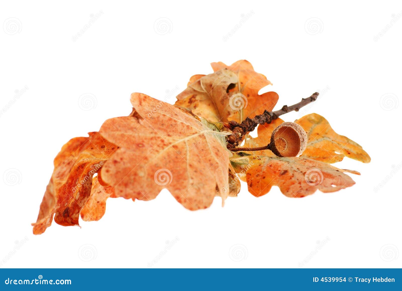 Eiken boombladeren stock foto. Image of herfst, nave, eikel - 4539954