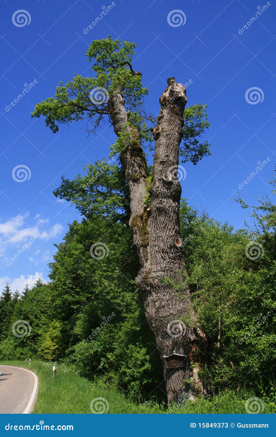 Eiken oude boom 1000 jaar stock afbeelding. Image of milieu - 15849373