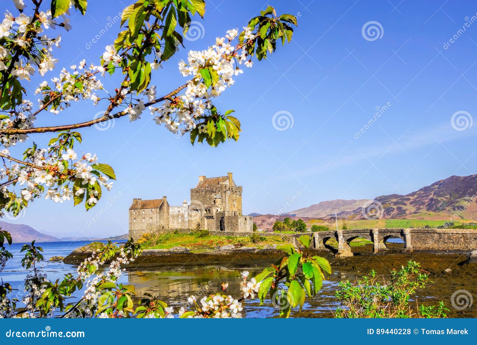 The Eilean Donan Castle with Spring Tree in Highlands of Scotland Stock ...