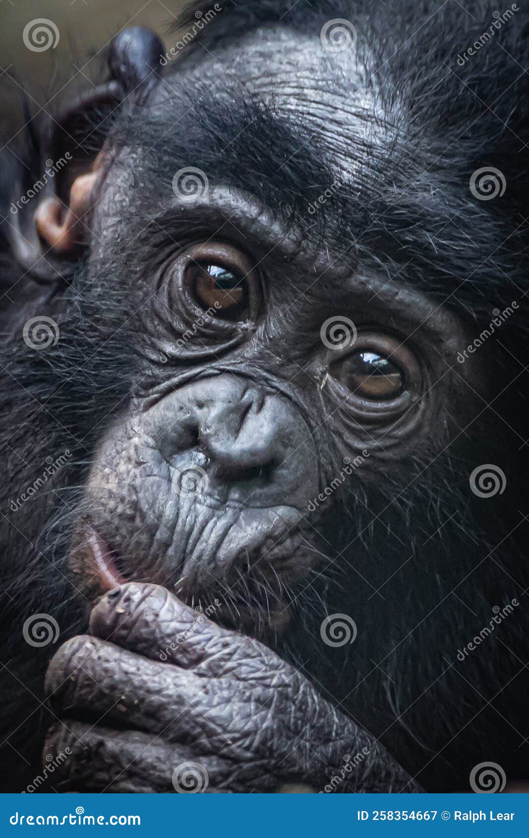 Ein Affe Mit Der Hand Im Mund Stockbild - Bild von kongo, vertikal ...