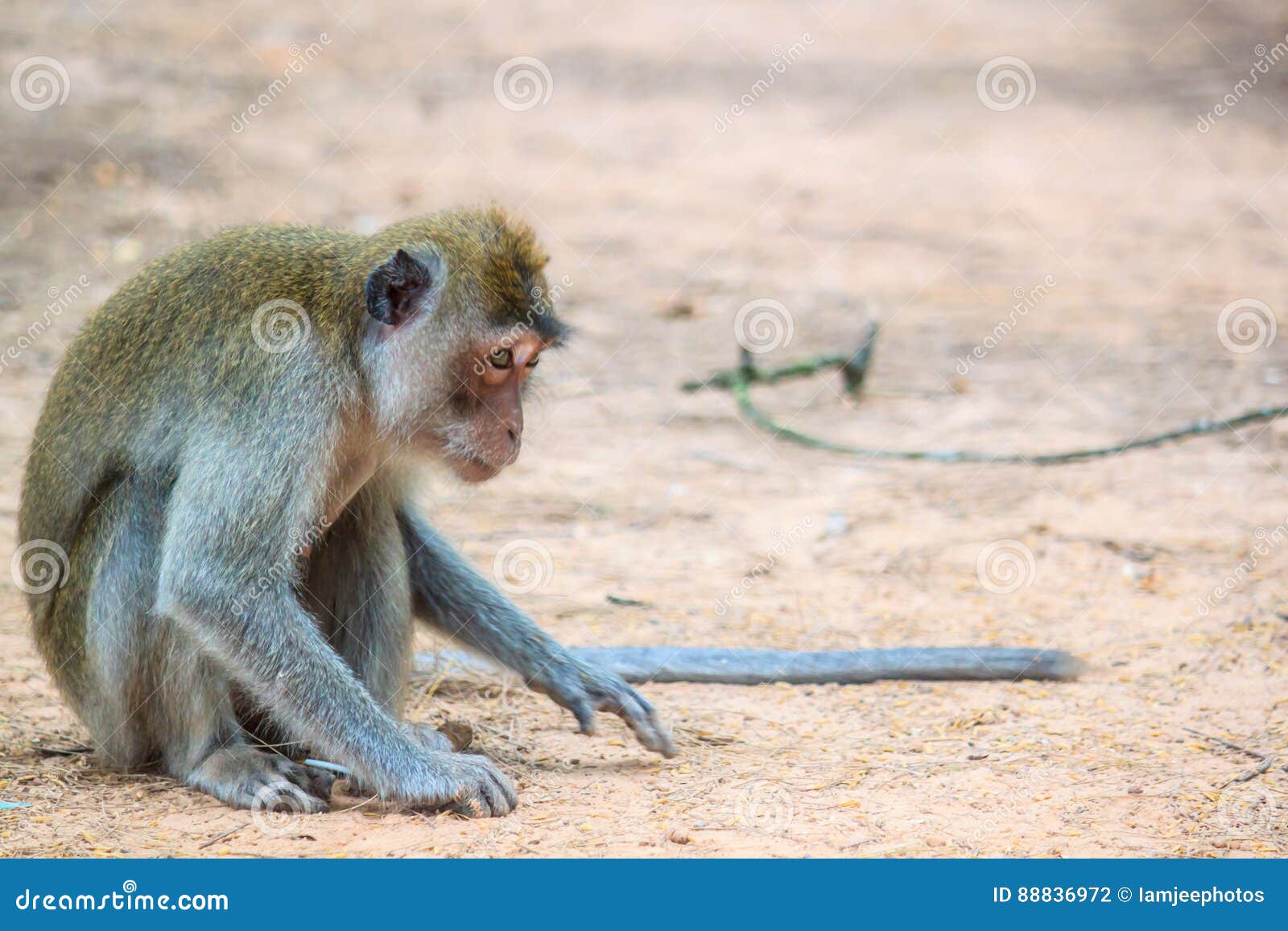 Ein Affe Sitzen Aus Den Grund Stockfoto - Bild von jung, asiatisch ...