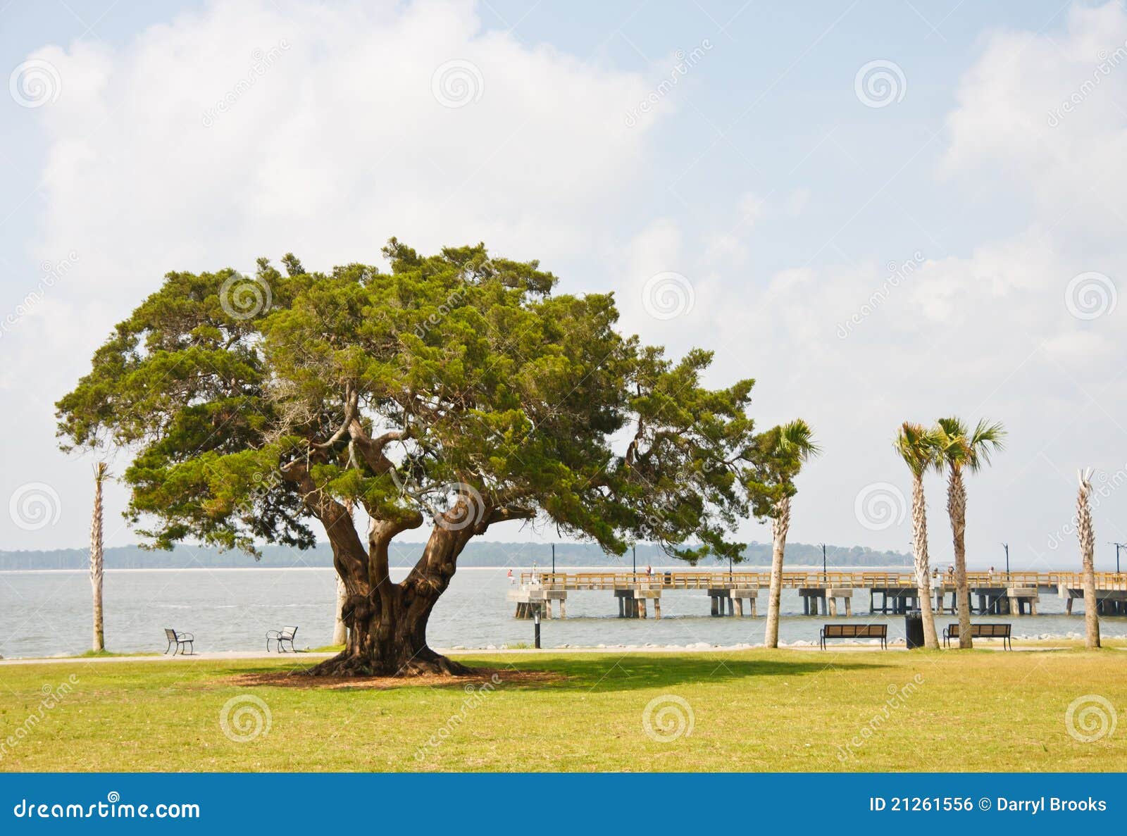 Ein Alter Alter Eichenbaum Durch Einen Pier Und Einen Park Stockfoto ...