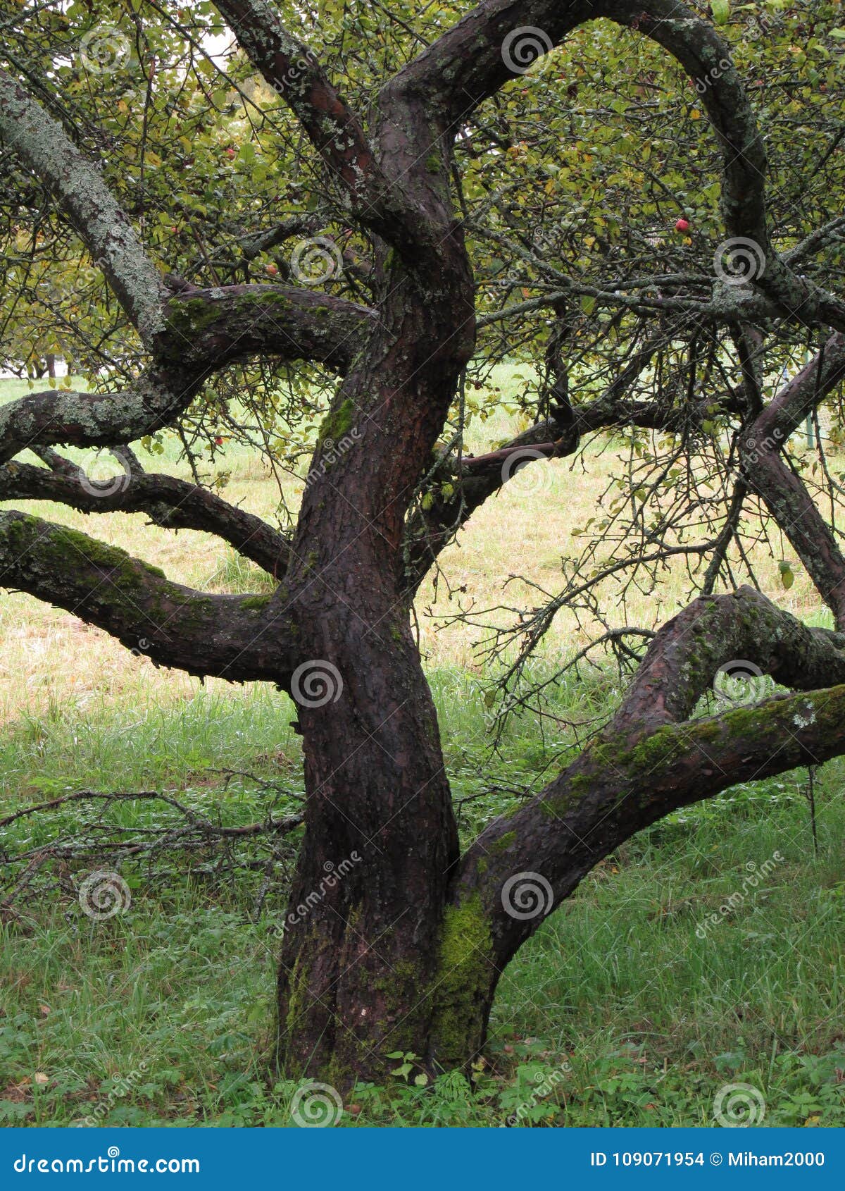 Ein Alter Apfelbaum Im Regen Stockfoto - Bild von form, apfel: 109071954