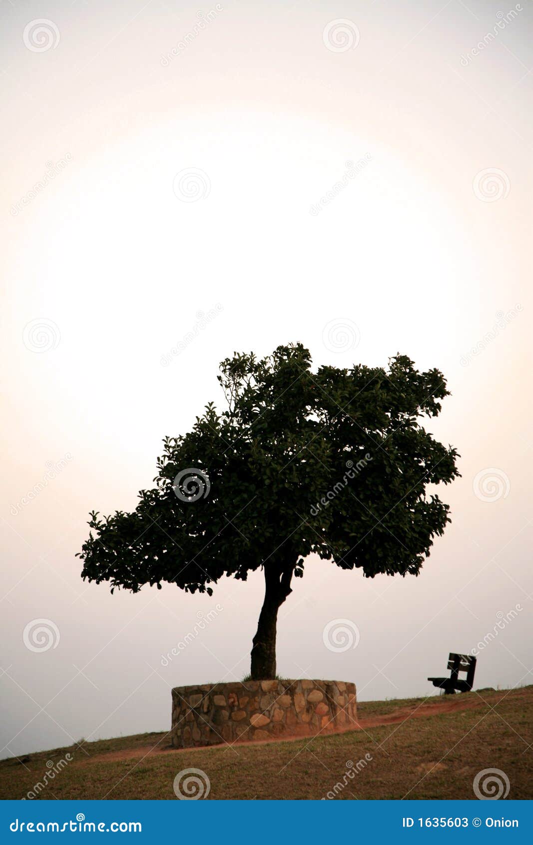 Ein Baum mit einer Bank stockbild. Bild von baum, steine - 1635603