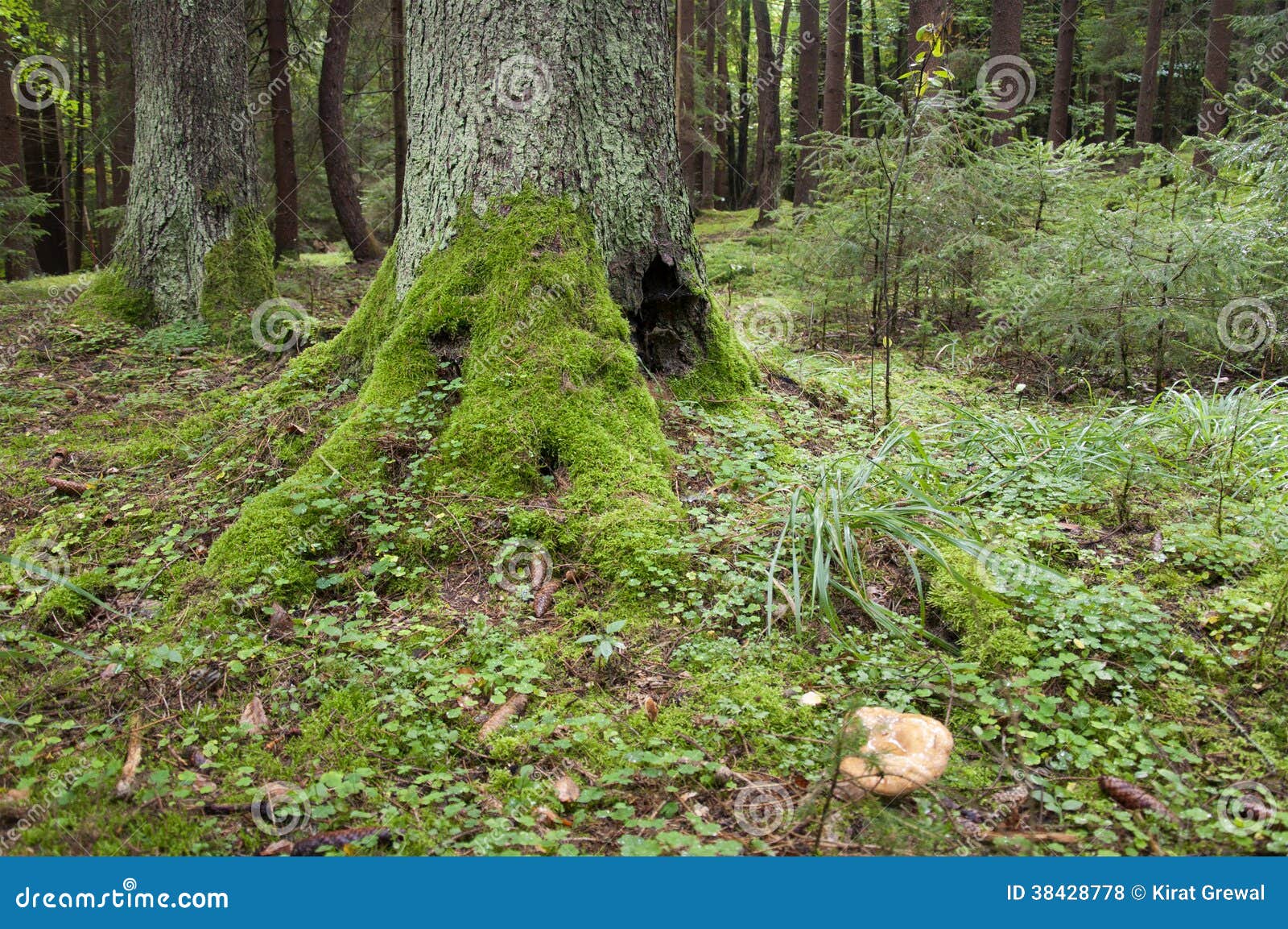 Ein Baum-Stamm Bedeckt Mit Moos Stockfoto - Bild von gras, kegel: 38428778