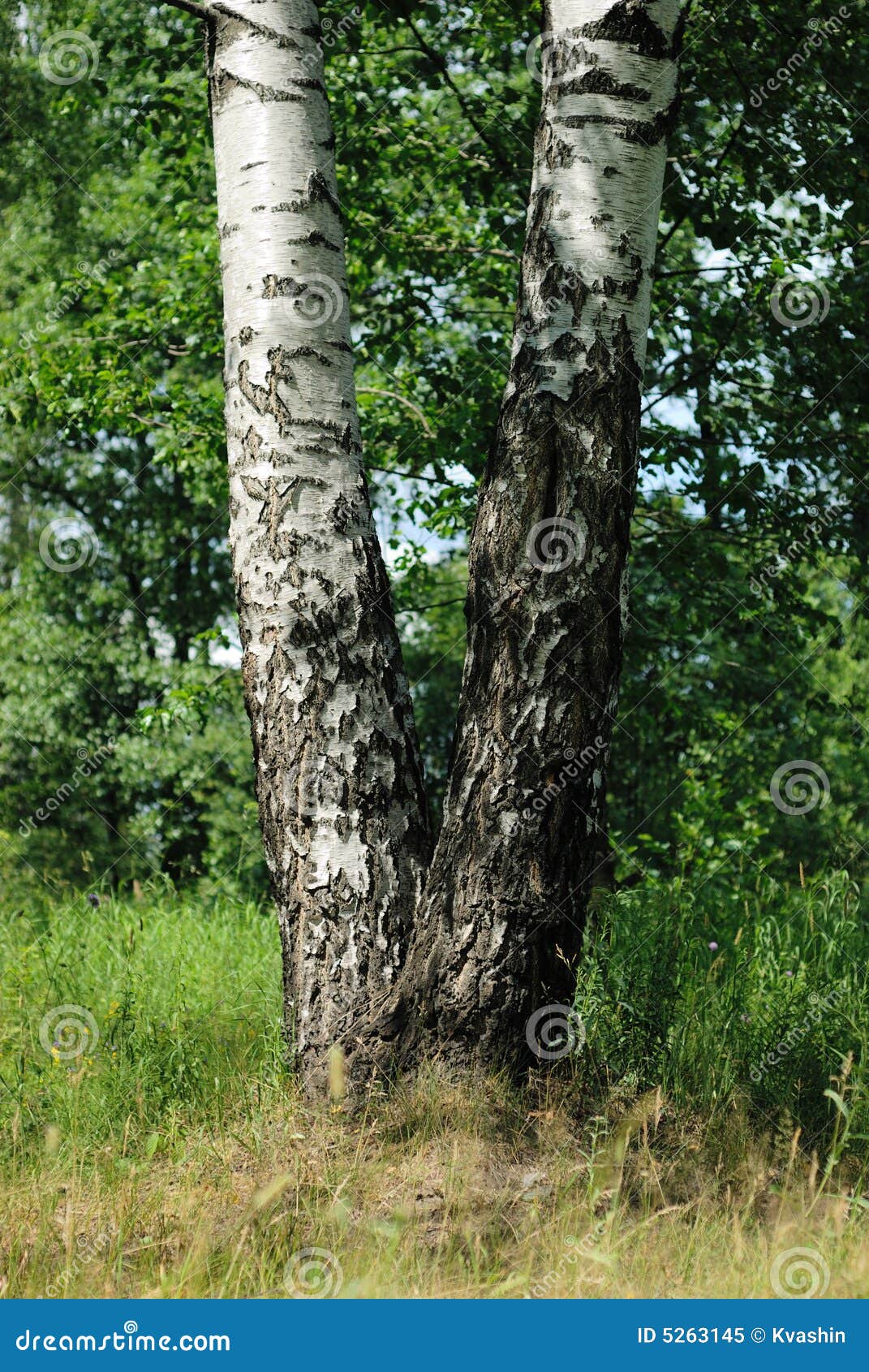 Ein Birkenbaum am Sommer stockbild. Bild von biologie - 5263145