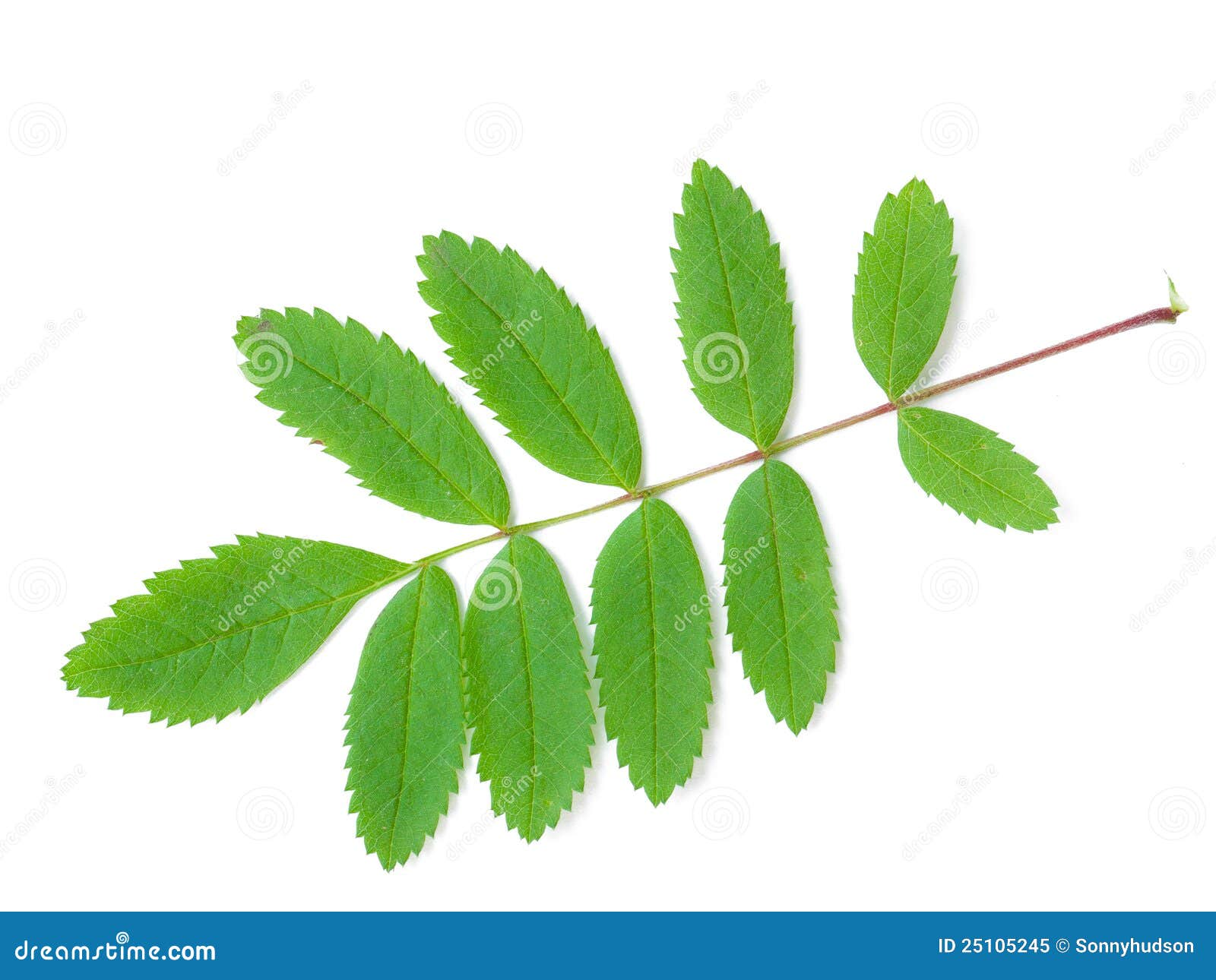 Ein Blatt einer Eberesche stockbild. Bild von baum, eberesche - 25105245