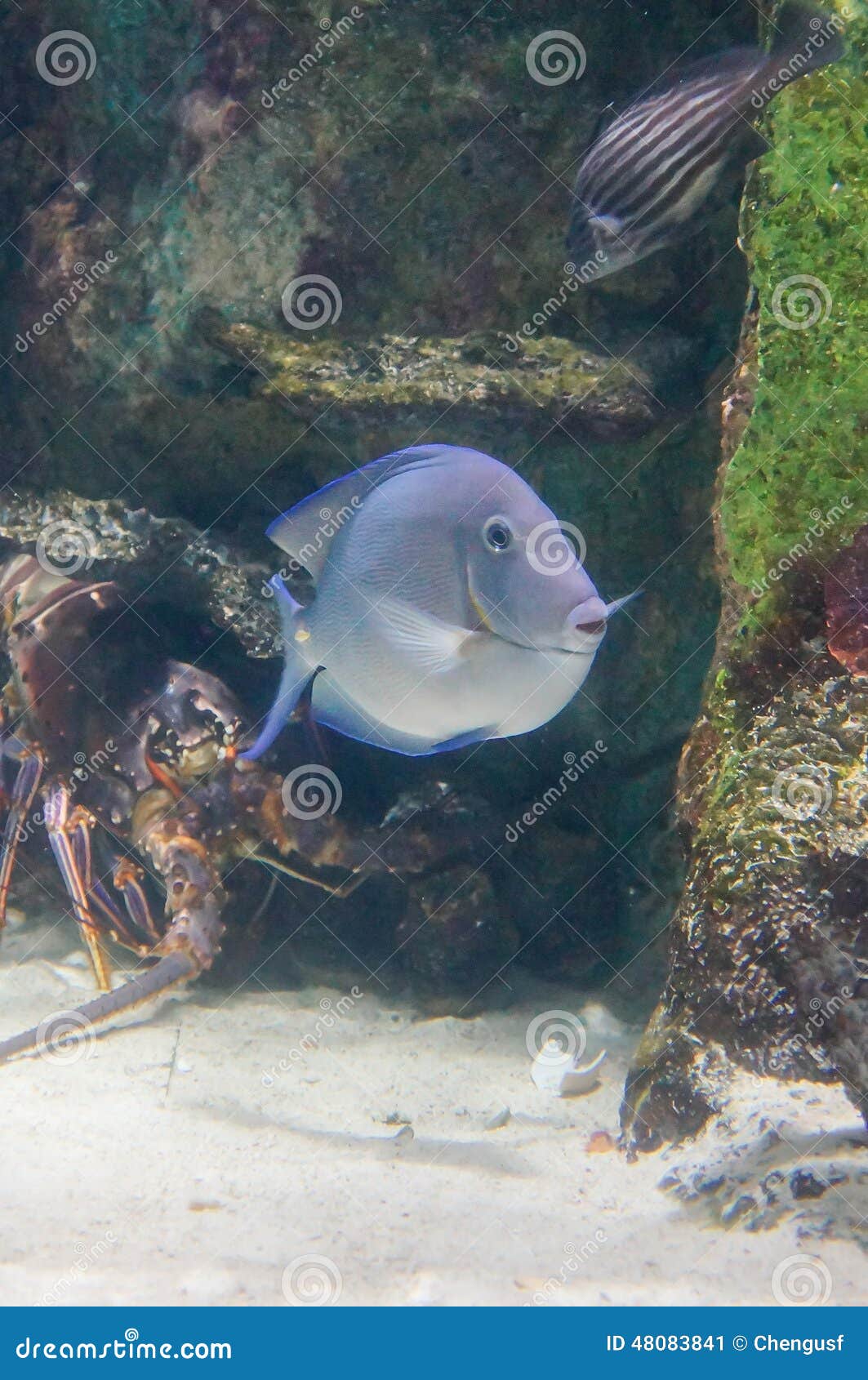 Ein Blauer Seefisch Und Ein Robustes Stockbild - Bild von hell, meer ...