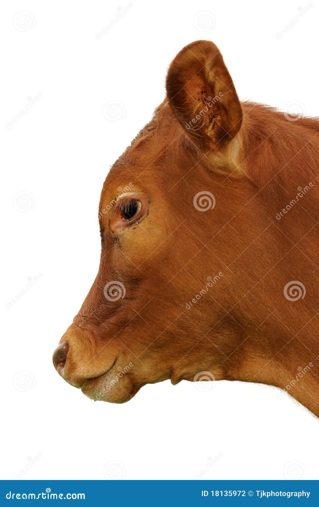 Ein braunes Kalb stockfoto. Bild von wiese, braun, gruppe - 18135972