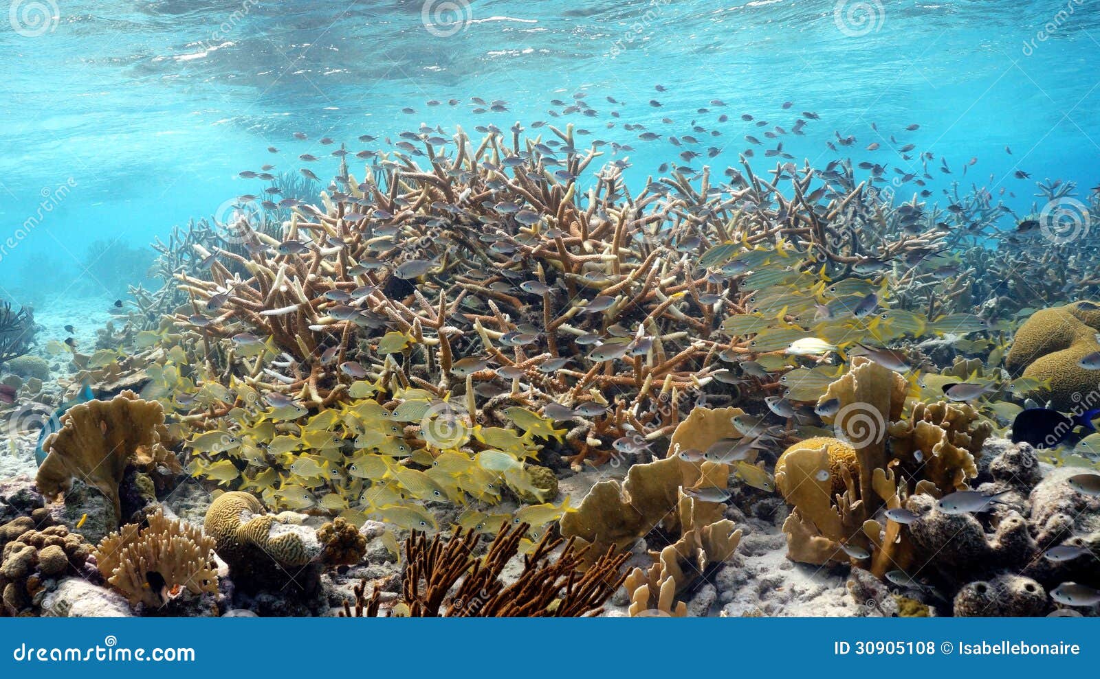 Ein buntes tropisches Riff stockfoto. Bild von sommer - 30905108