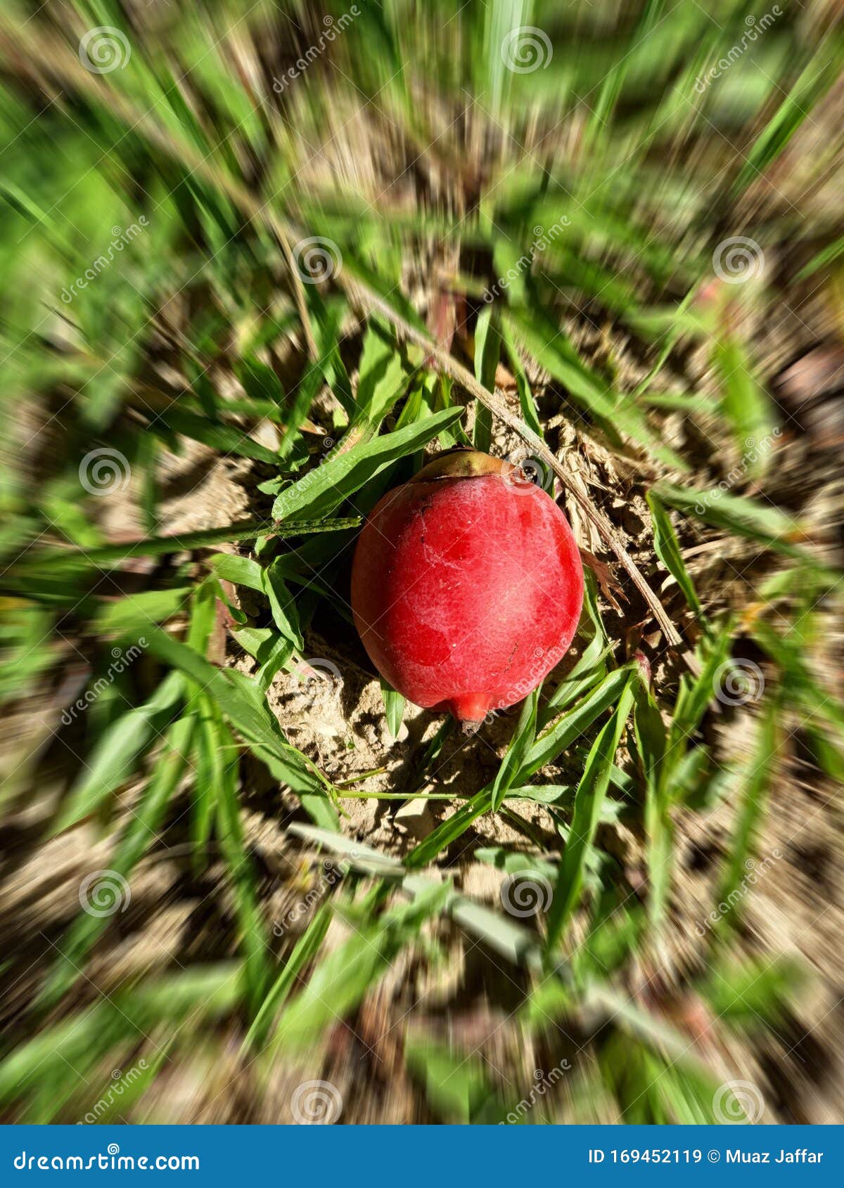 Ein Einzigartiges Rotes Obst in Malaysia Stockbild - Bild von malaysia ...