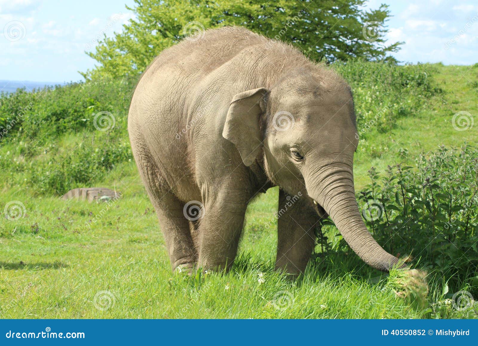 Ein Elefant stockfoto. Bild von kabel, grau, wekzeugspritze - 40550852