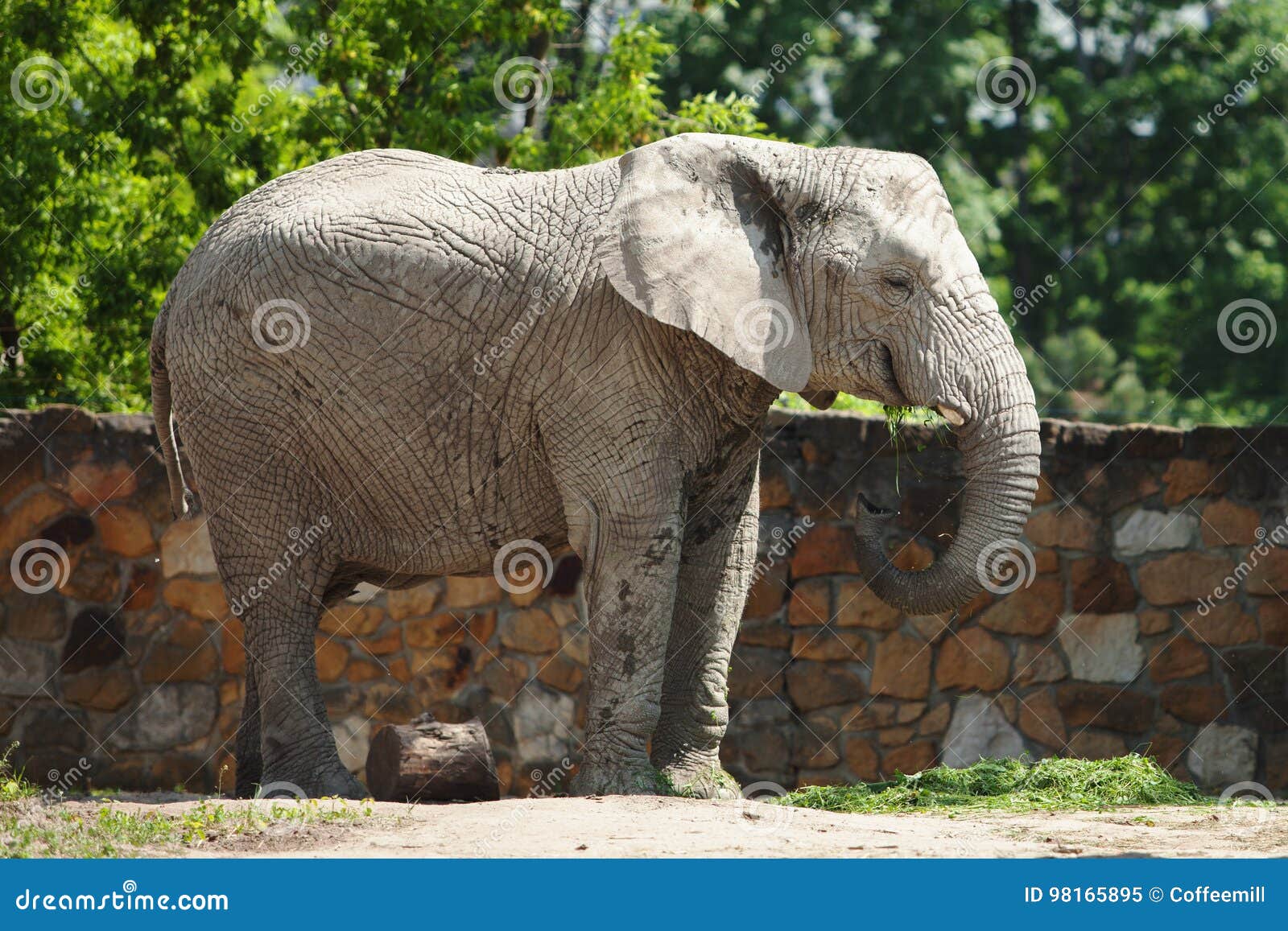 Ein Elefant isst Gras stockbild. Bild von elefant, dschungel - 98165895