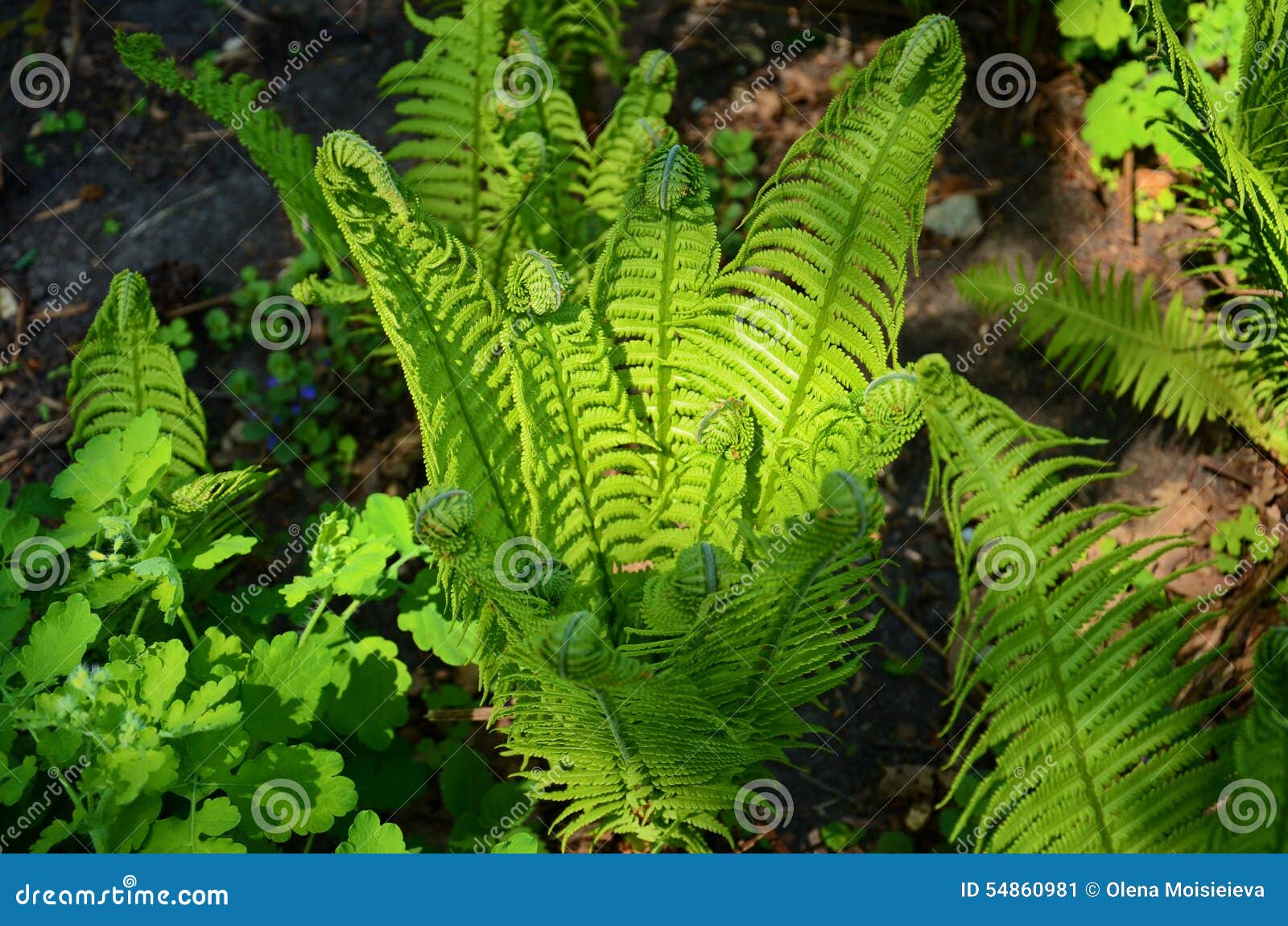 Ein Farn stockbild. Bild von auszug, frische, laub, hell - 54860981