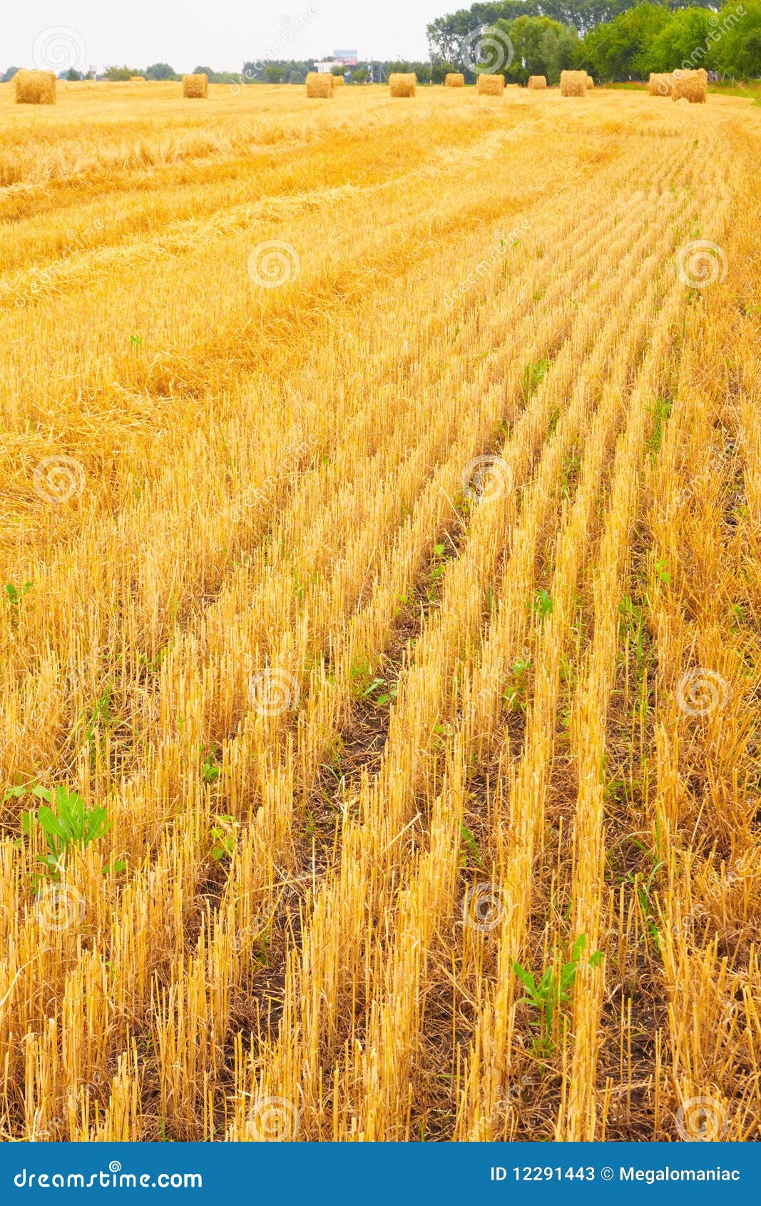 Ein Feld stockbild. Bild von sommer, orange, nahrung - 12291443