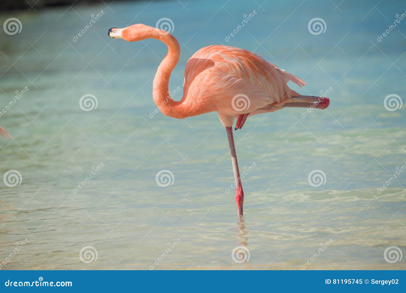 Ein Flamingo Auf Dem Strand Stockbild - Bild von paare, farbe: 81195745