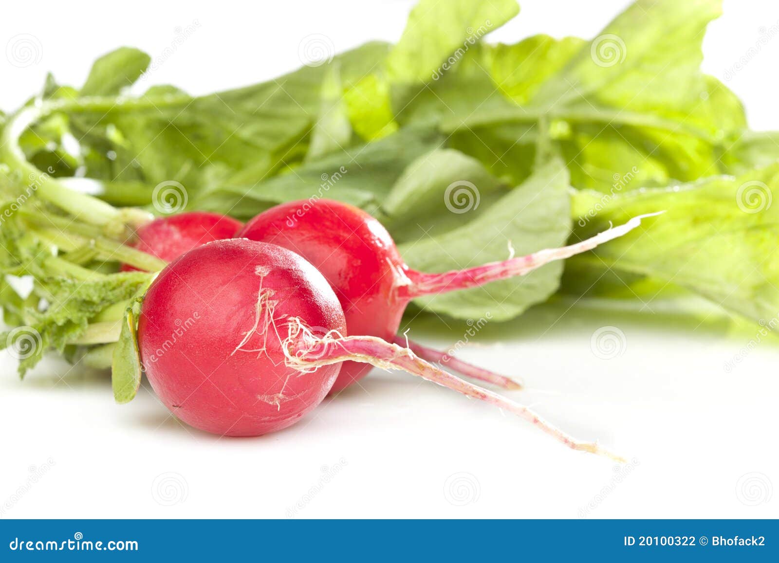 Ein frischer roter Rettich stockfoto. Bild von rettich - 20100322