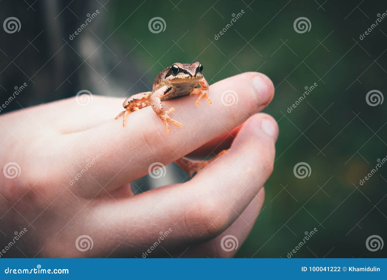 Ein Frosch Auf Der Hand Eines Kindes Stockfoto - Bild von frech, glück ...