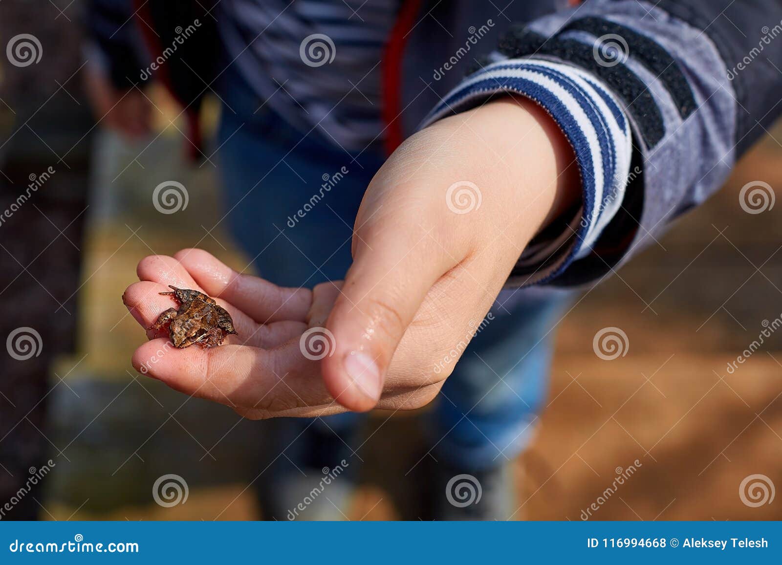 Ein Frosch in Einer Kind-` S Hand Stockfoto - Bild von jungen, amphibie ...