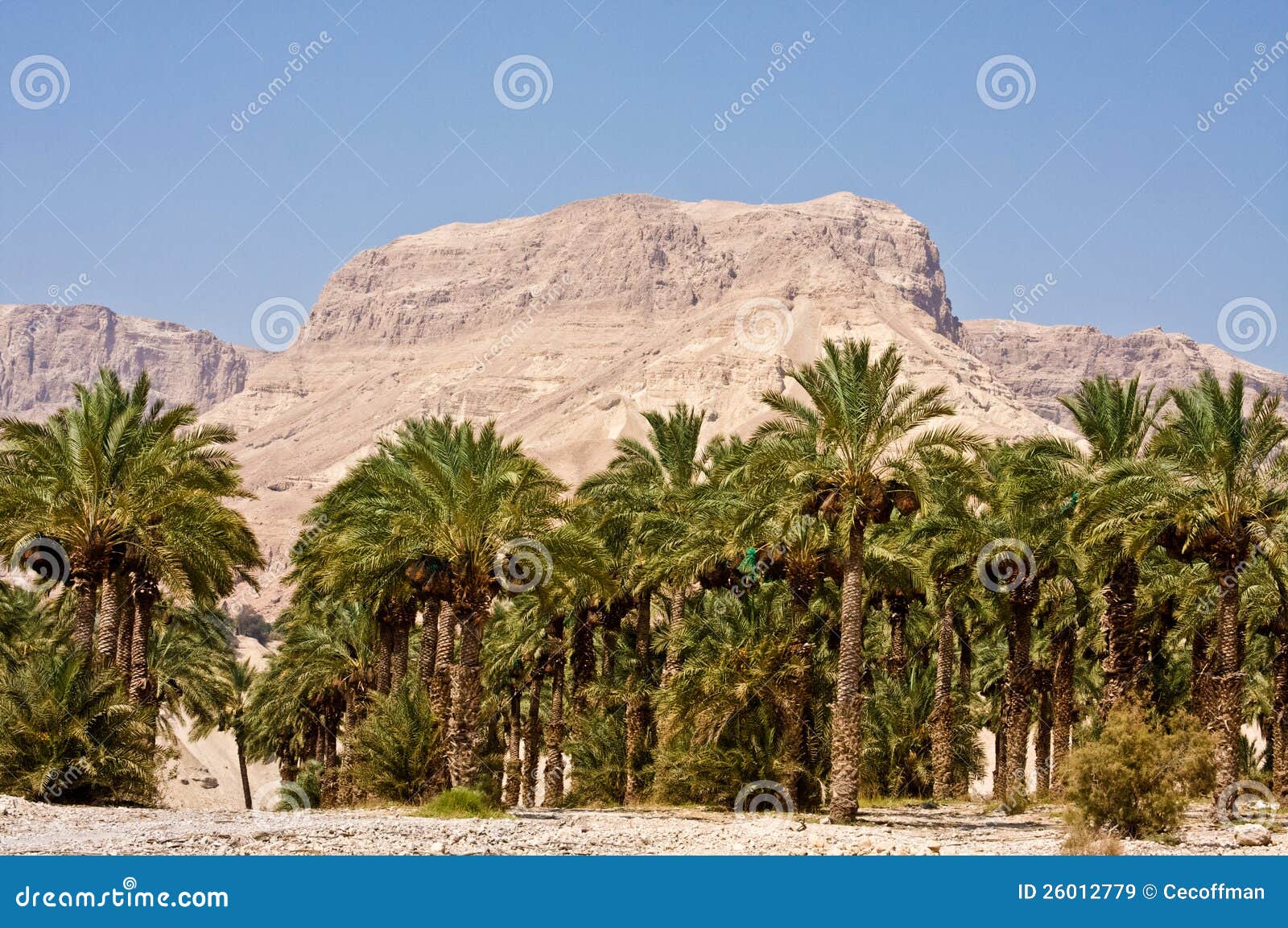 Ein Gedi Nature Reserve stock image. Image of israel - 26012779