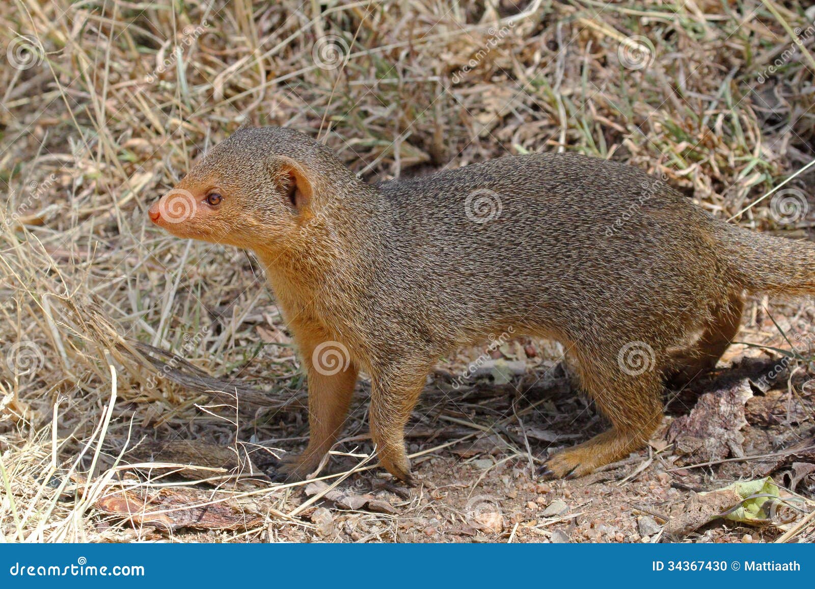 Ein Gemeiner Zwergartiger Mungo Stockfoto - Bild von heftig, fauna ...