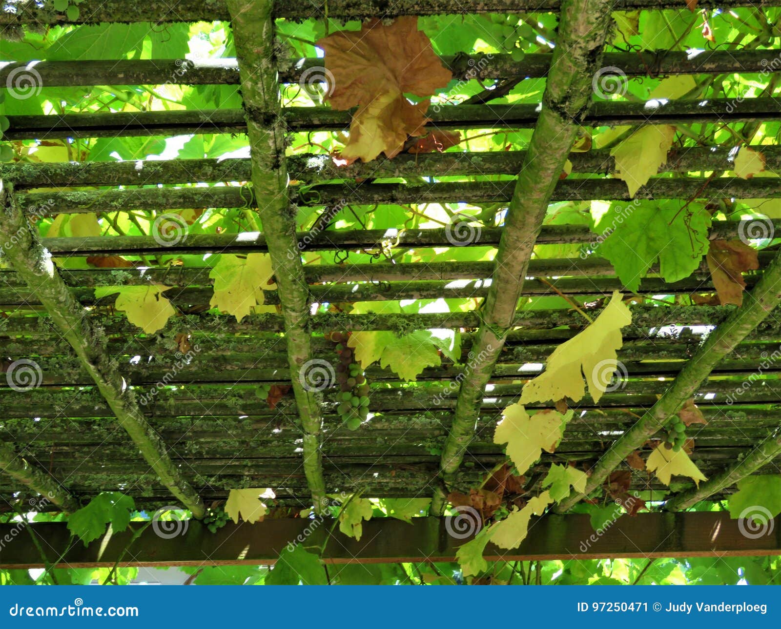 Ein Gitter mit Weinreben stockbild. Bild von weinberg - 97250471