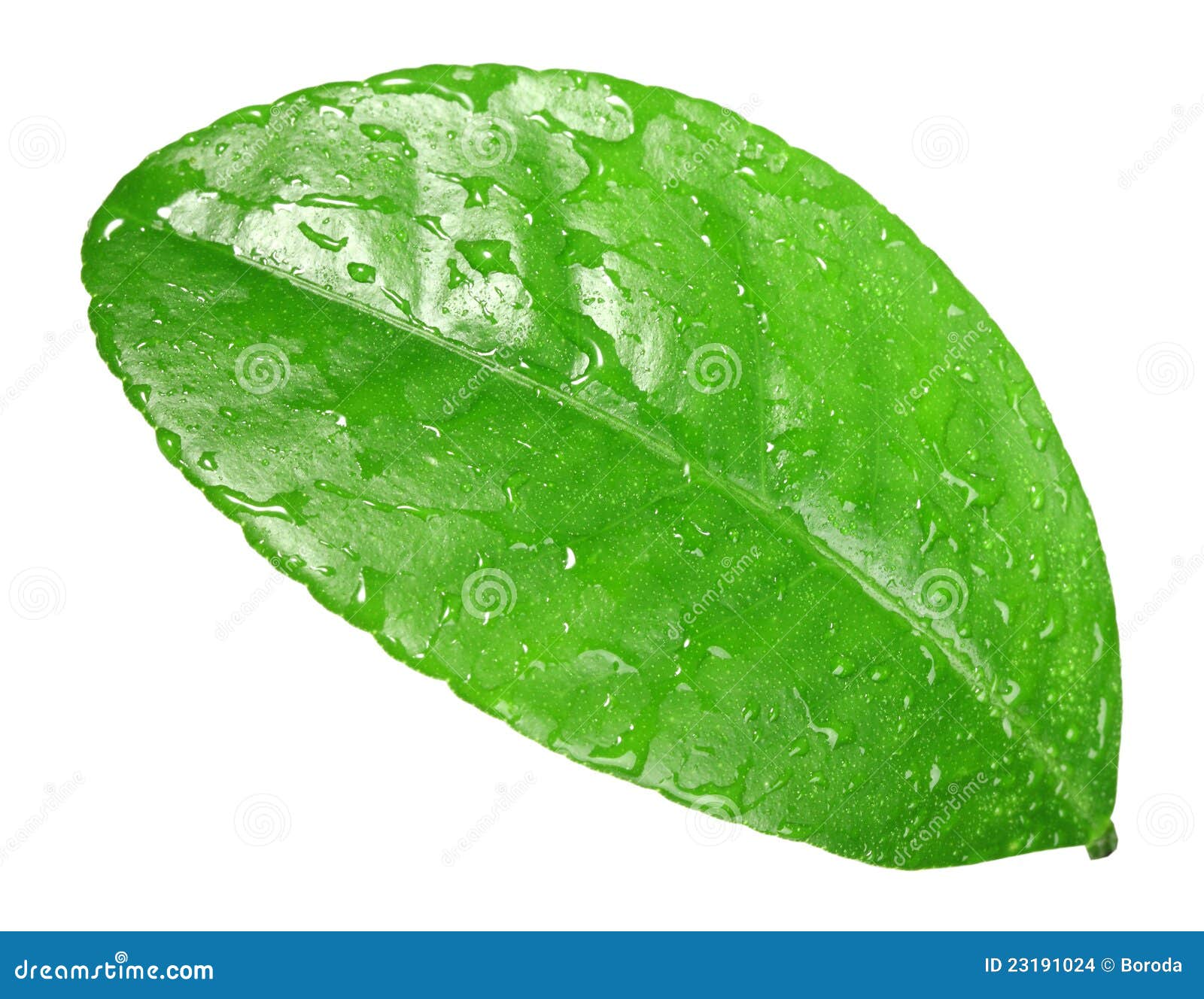 Ein Grünes Blatt Mit Dew-drops Stockfoto - Bild von blatt, idyllisch ...