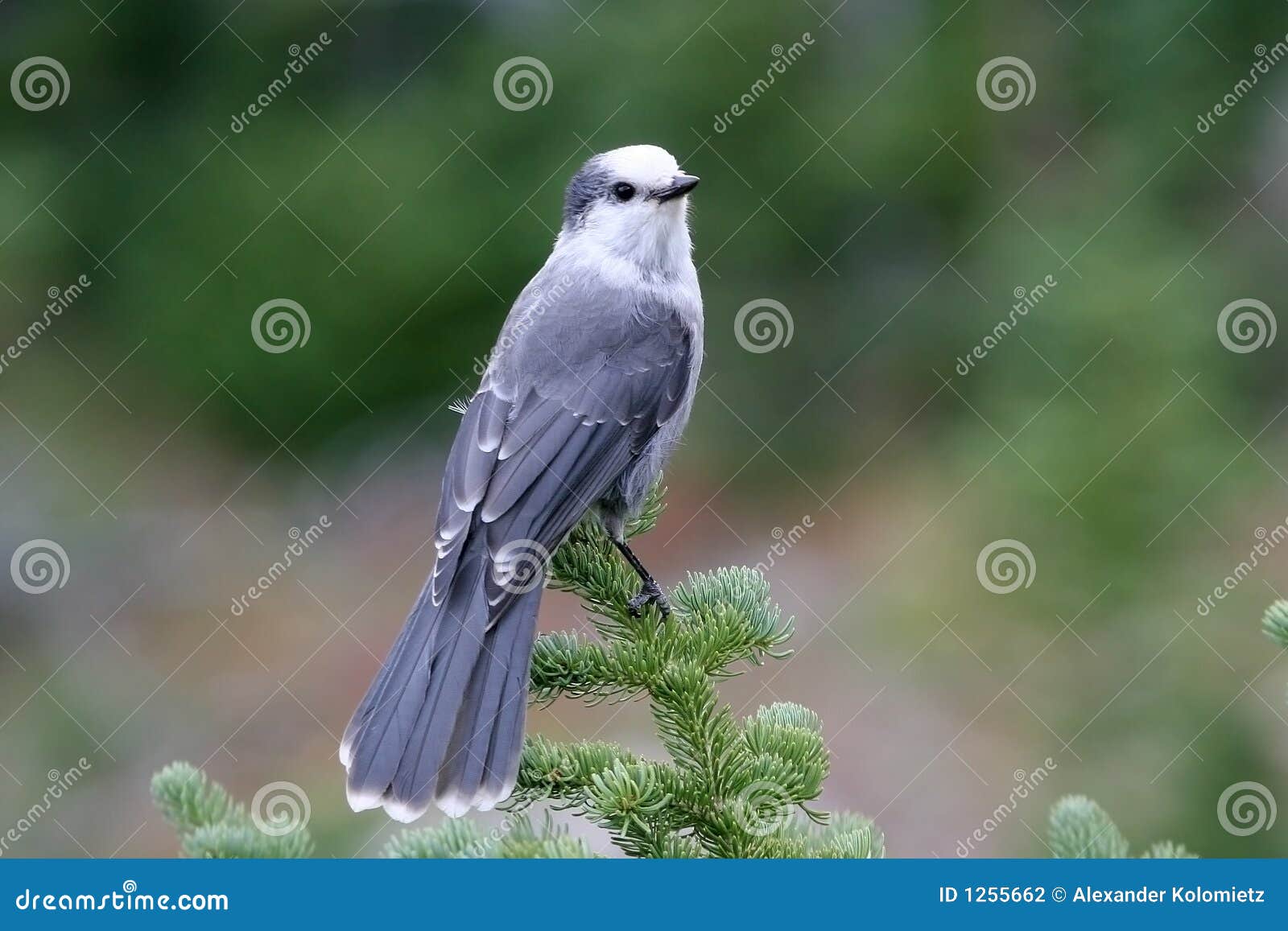 Ein grauer Jay stockfoto. Bild von wildnis, fichten, eichelhäher - 1255662
