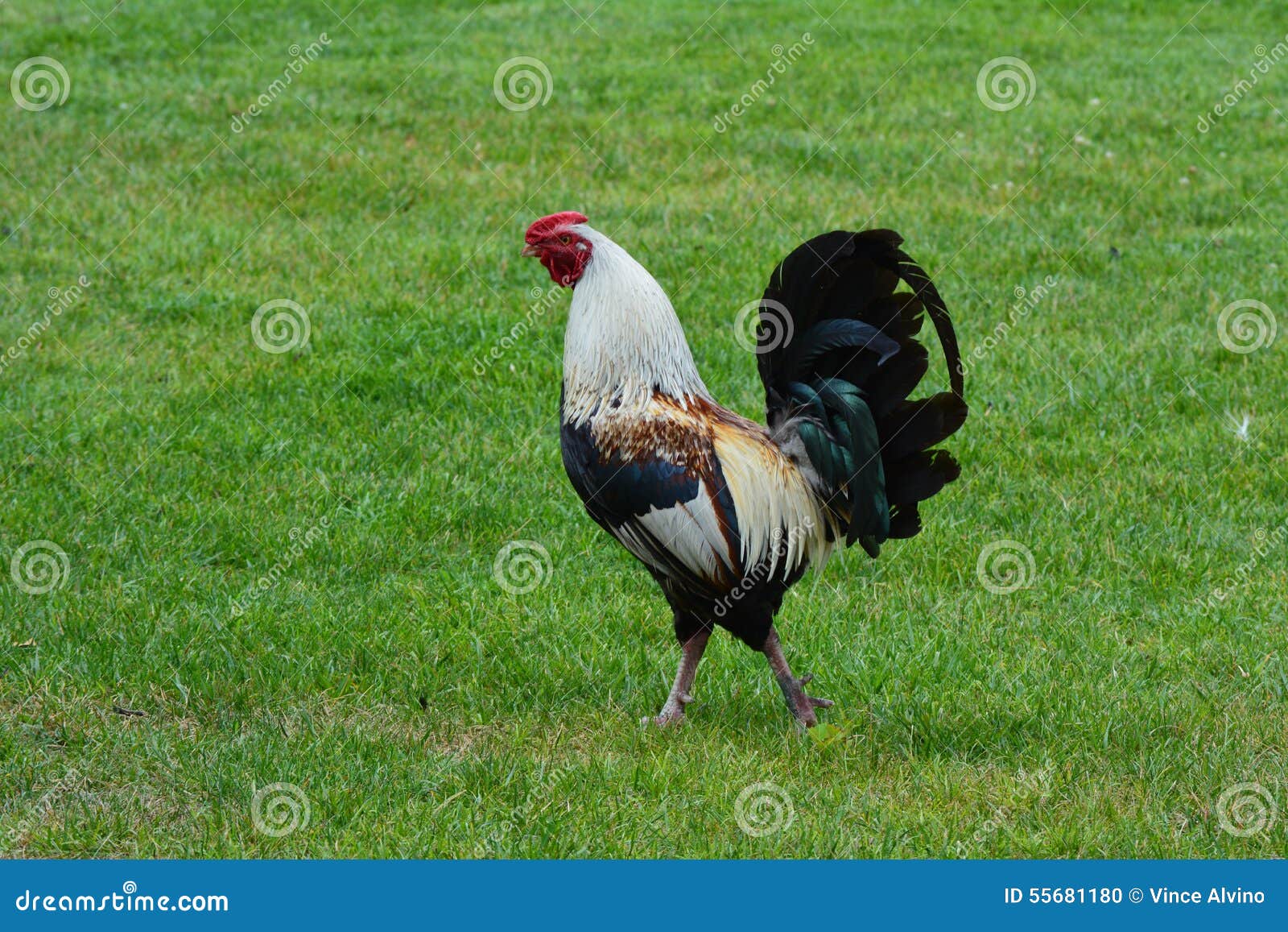 Ein Hahn, Der Seine Federn Stolziert Stockfoto - Bild von huhn ...