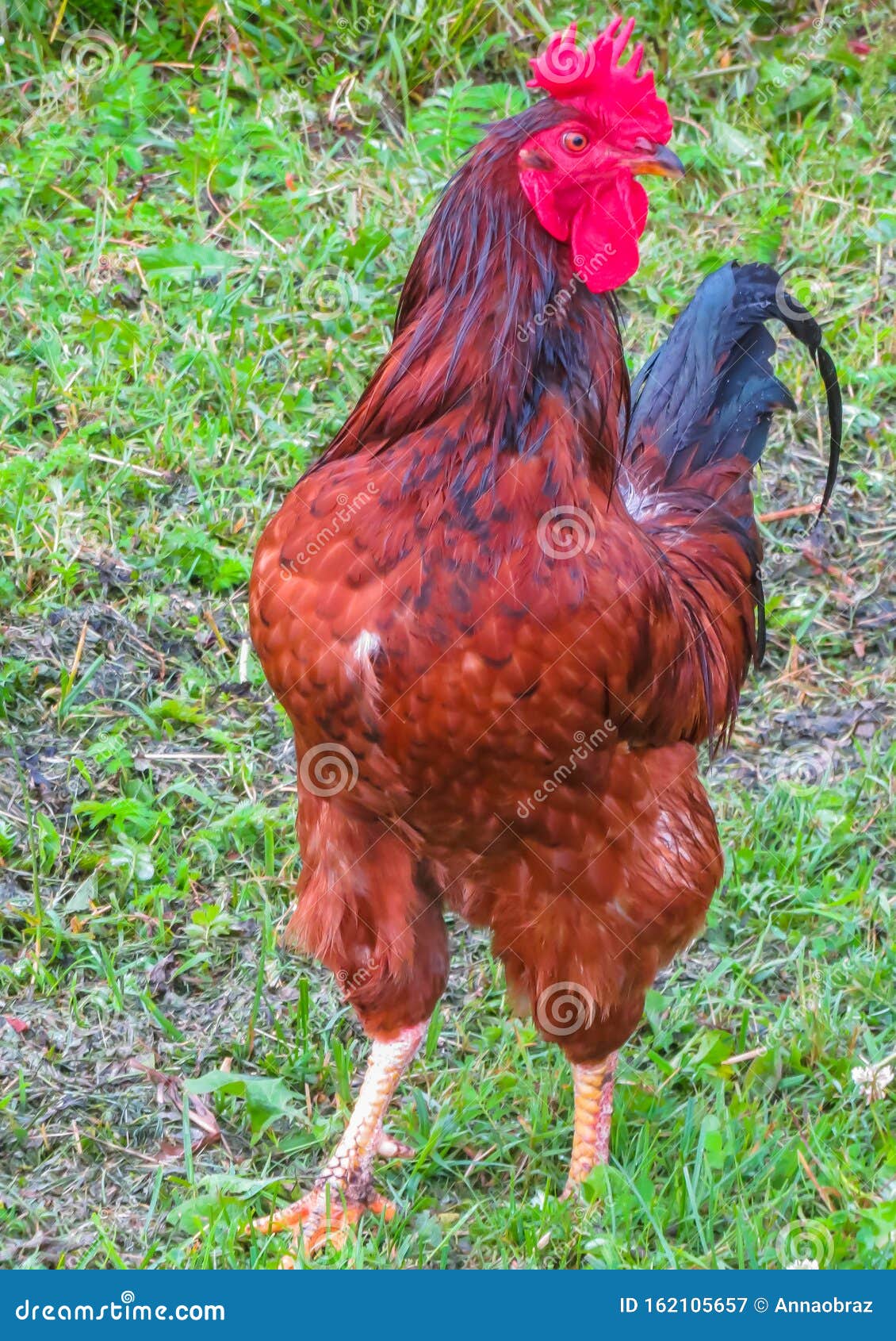 Ein Hahn Mit Farbigen Federn Auf Einer Glaswand Im Dorf Stockbild ...
